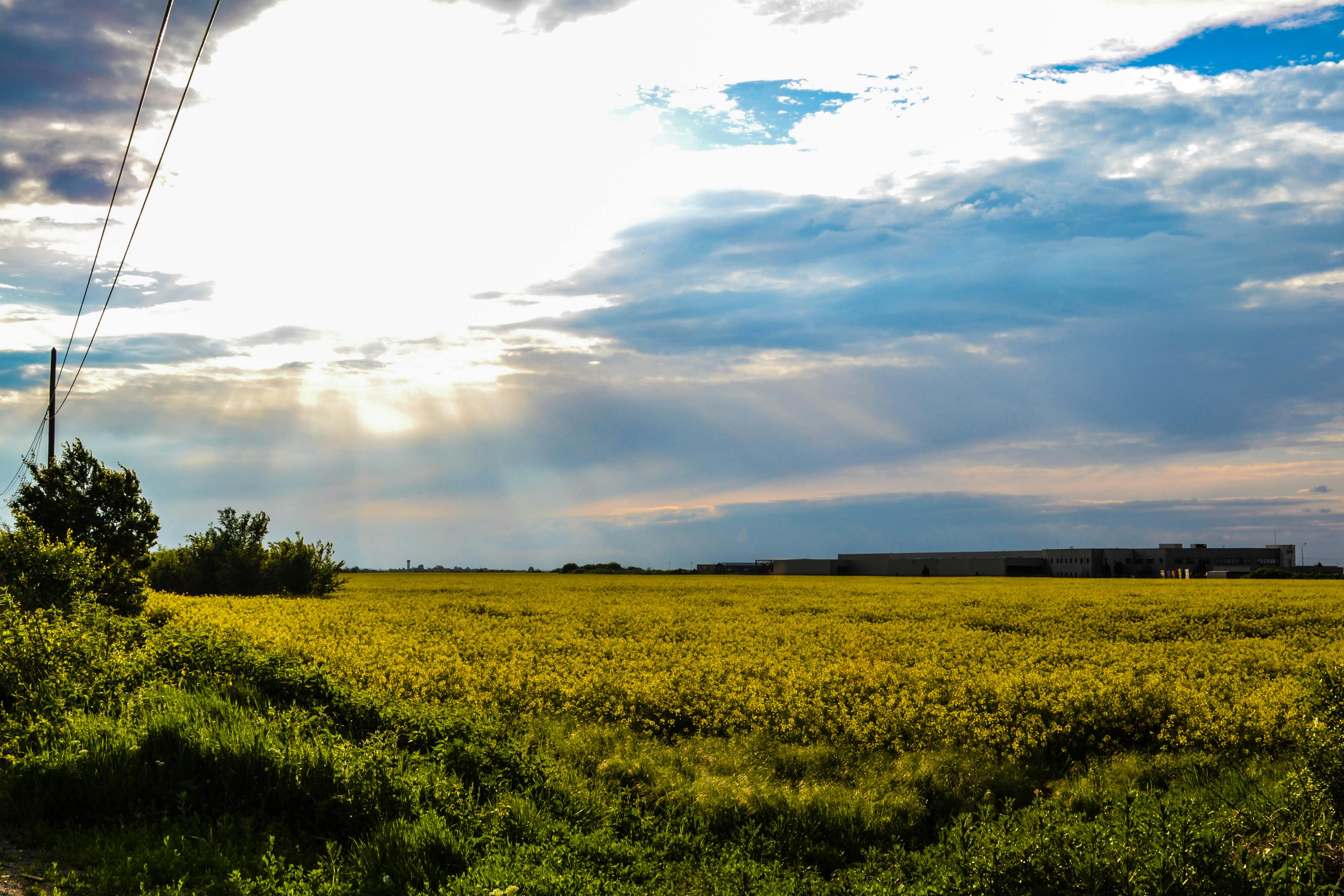 Grass Field · Free Stock Photo