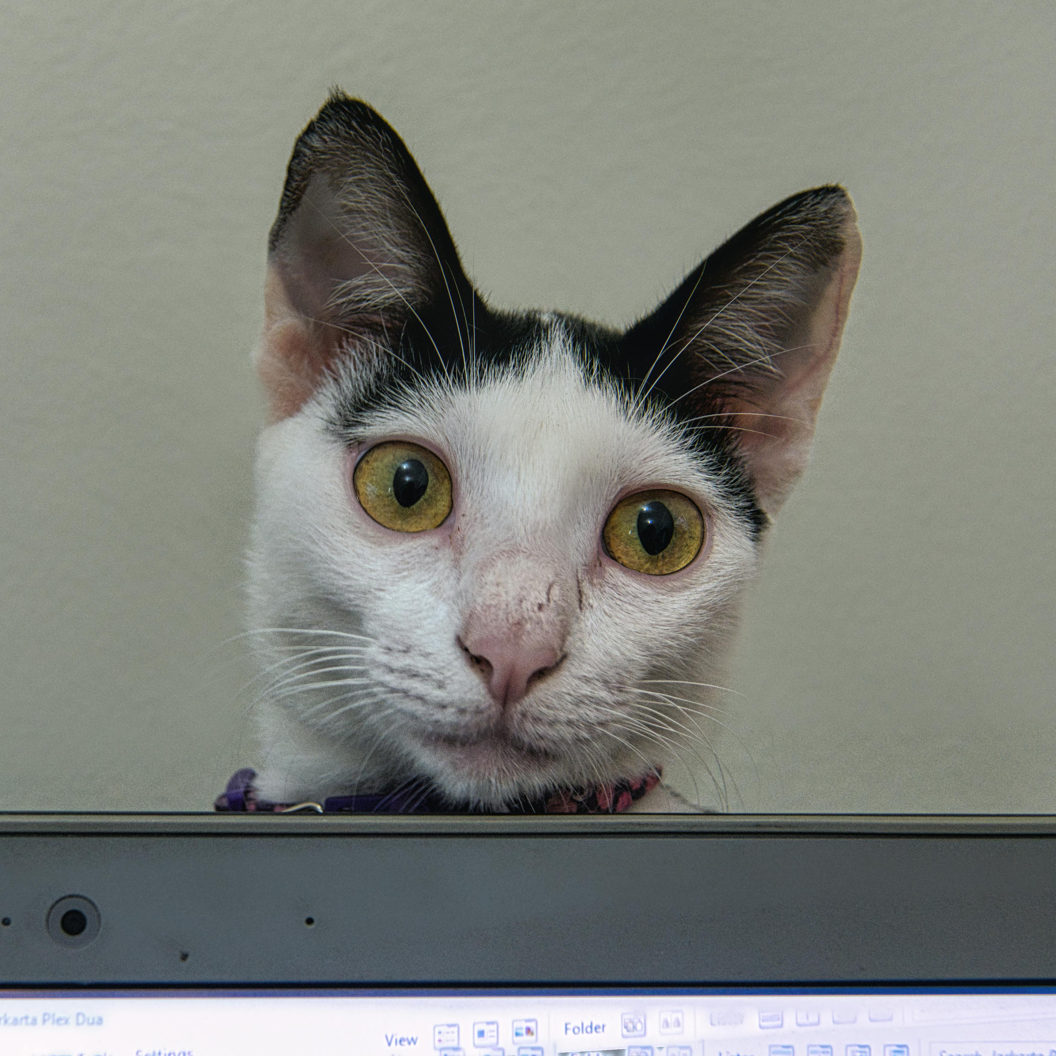 Rabbit Standing on Two Legs · Free Stock Photo