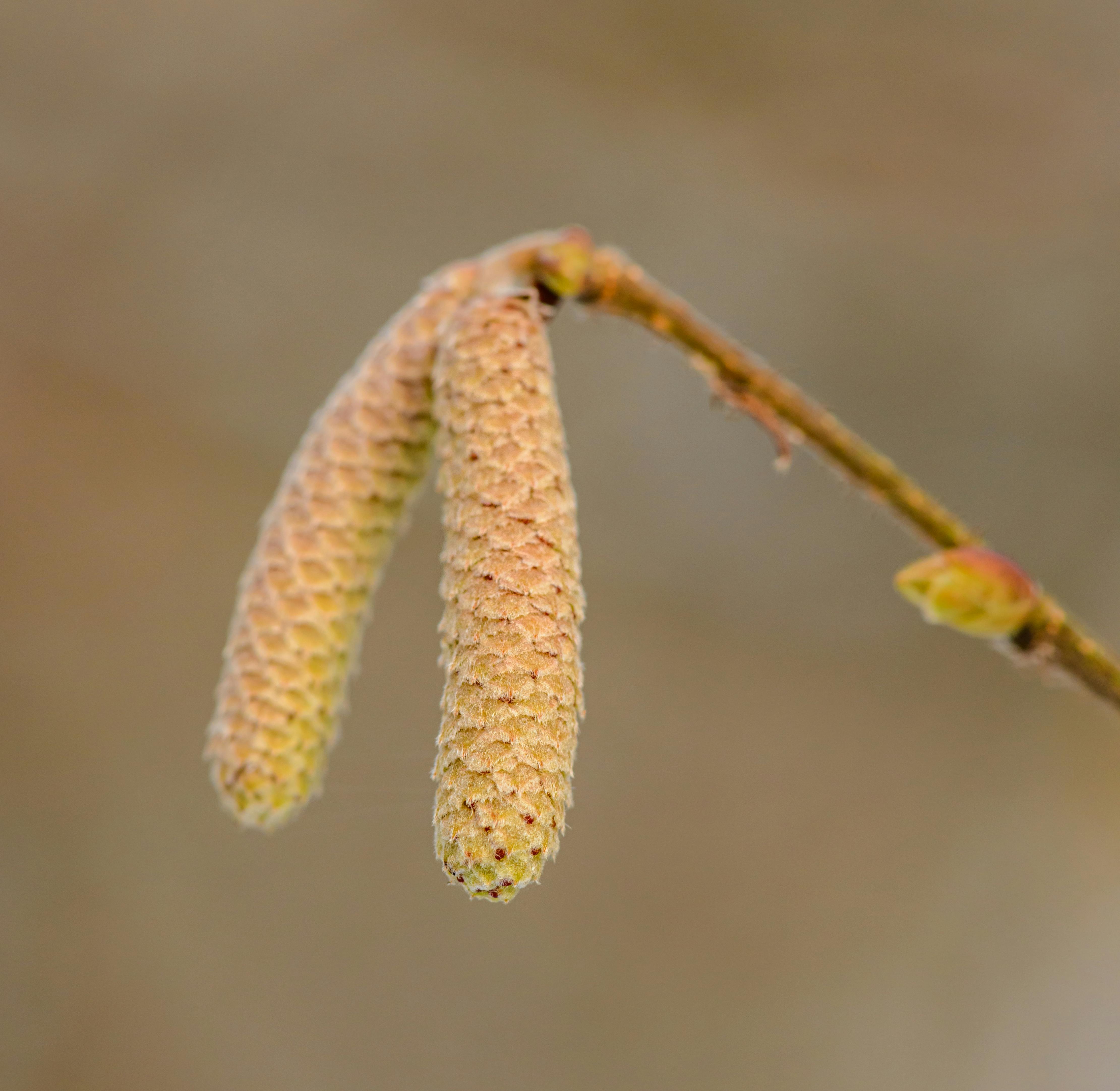 Flower Bud In Close-Up Photography · Free Stock Photo