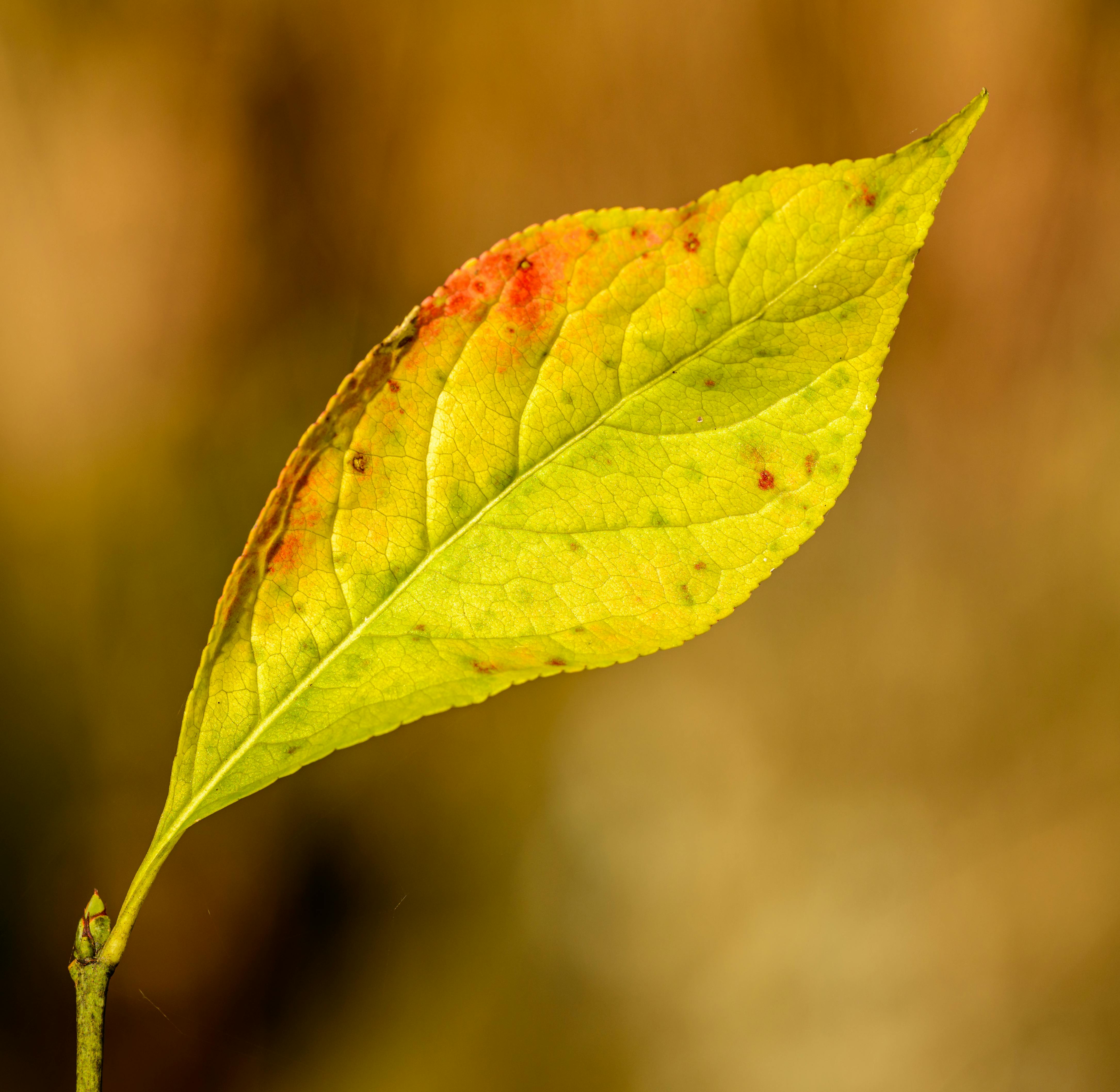Close up of Leaf · Free Stock Photo