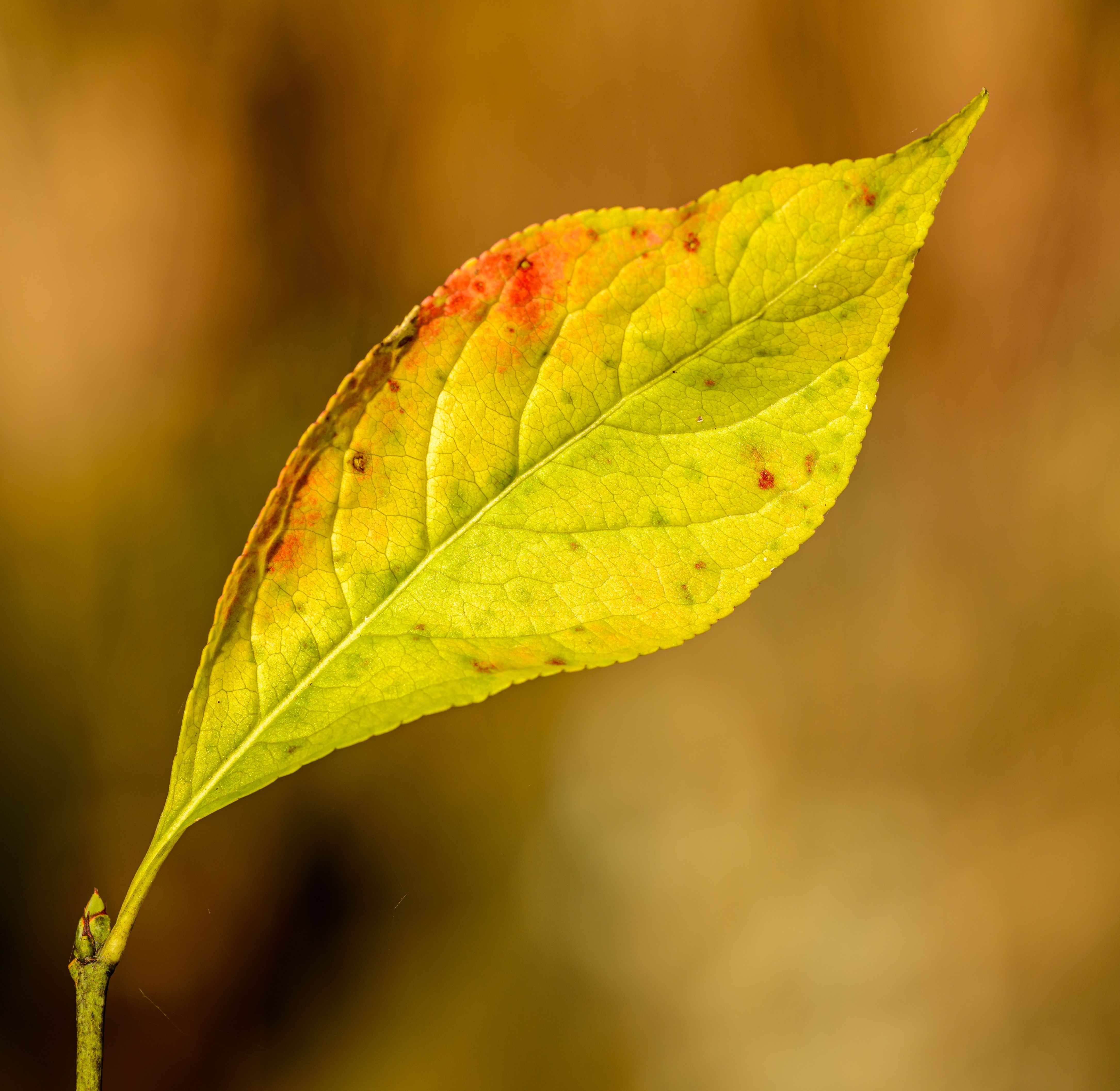 4k Wallpaper 3840x2160 Spring Photos, Download The BEST Free 4k ...