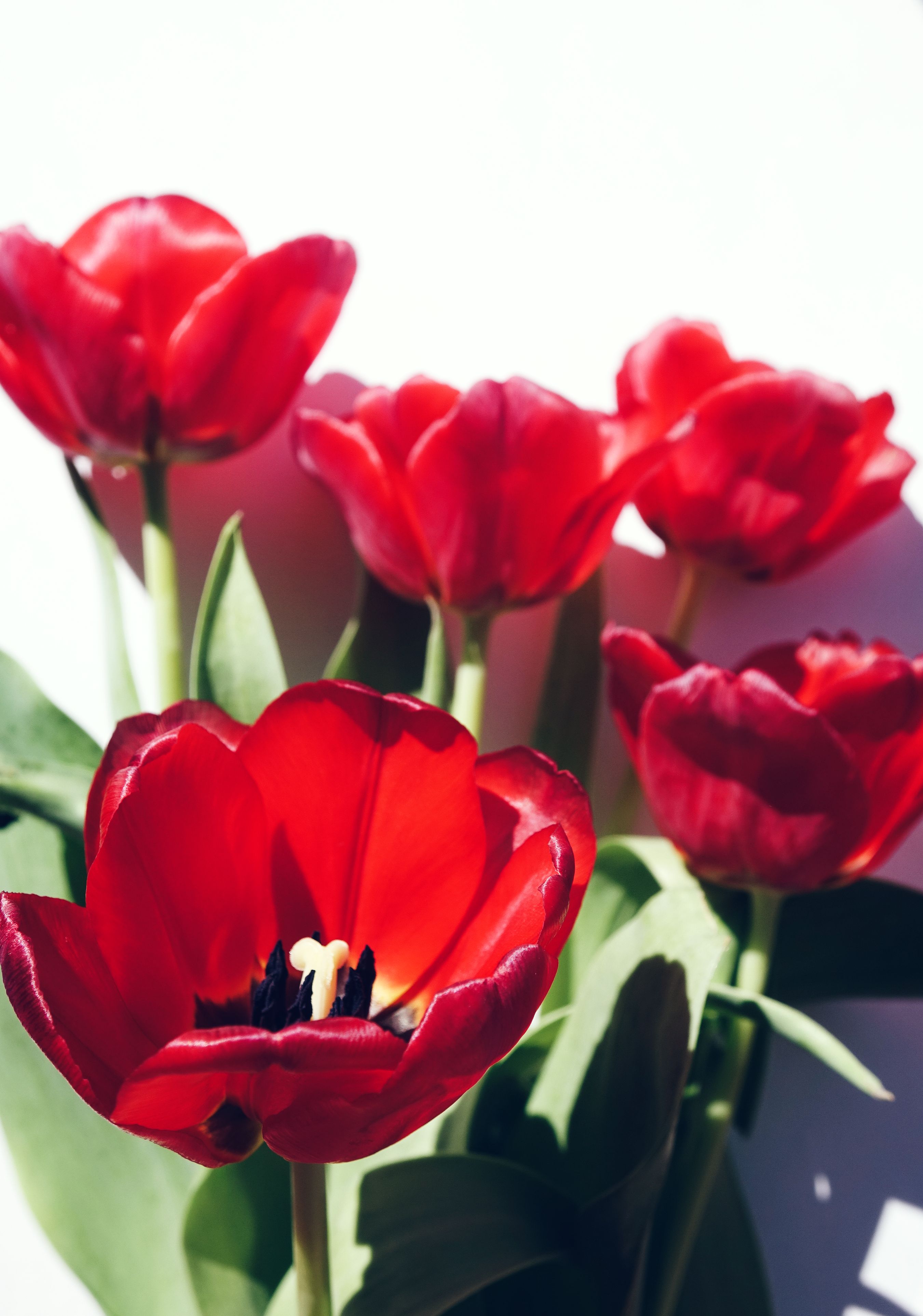 Unfolded Red Flower of Tulip · Free Stock Photo