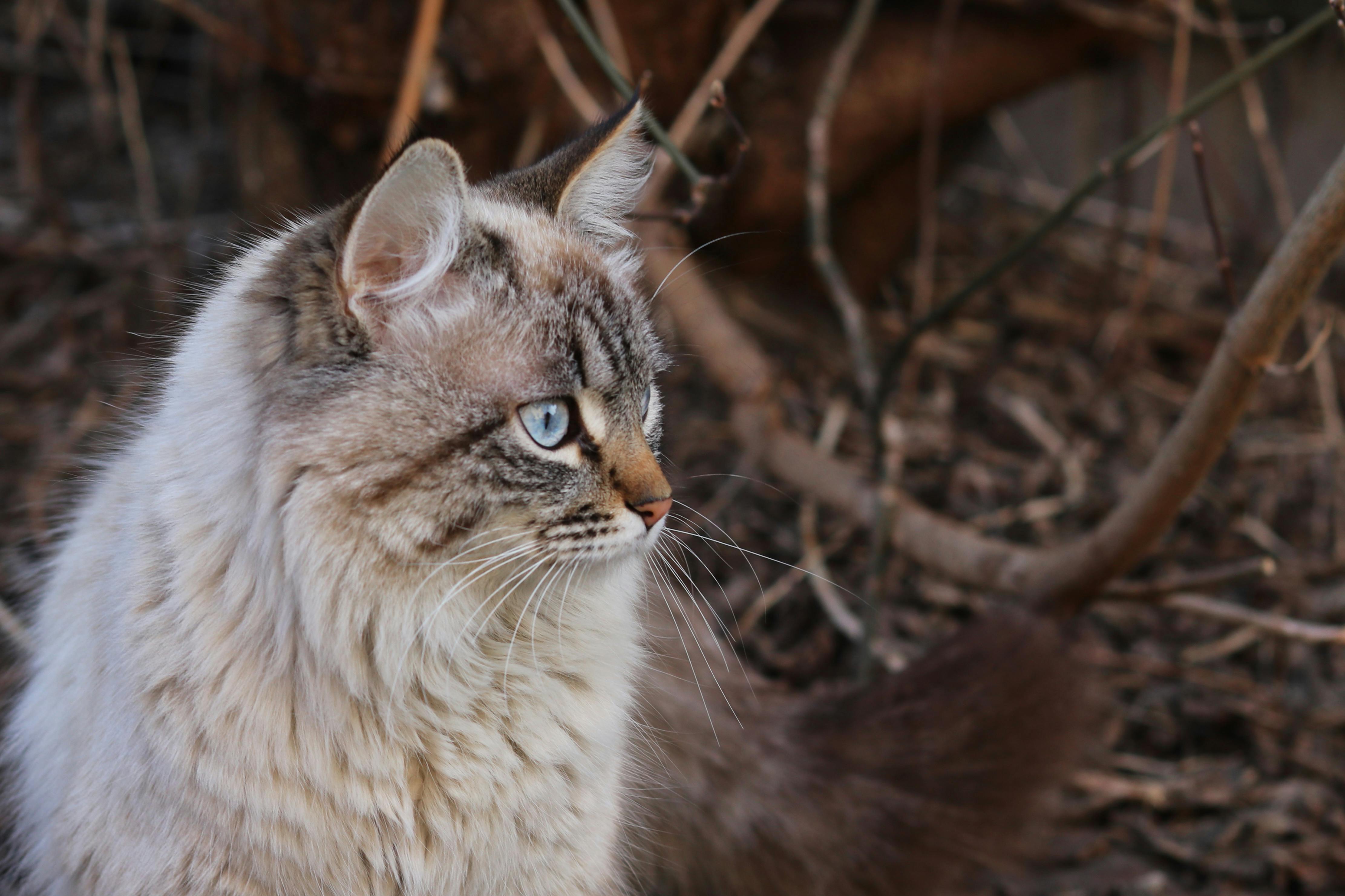 Brown Long Coated Fur Cat · Free Stock Photo