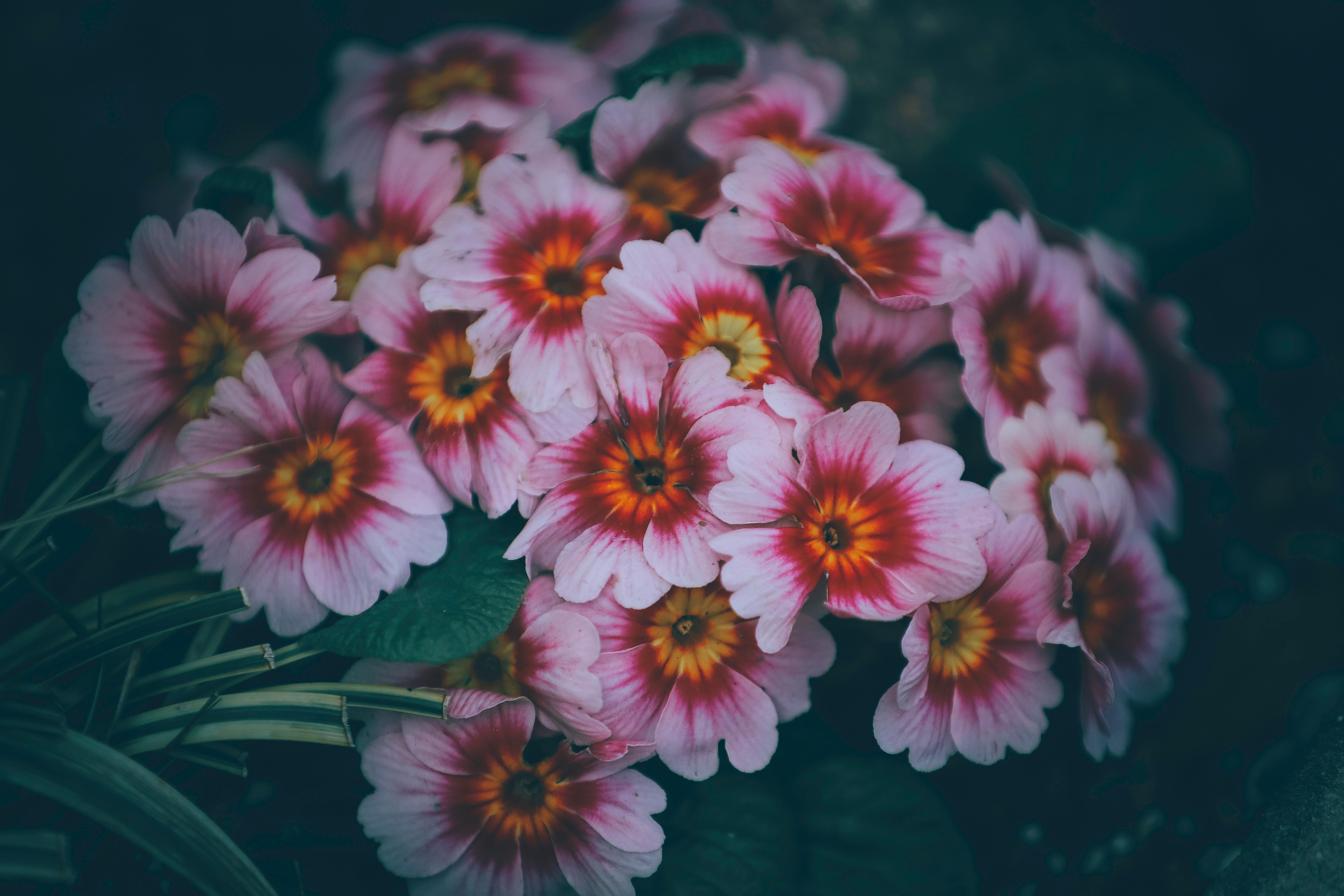Blossoming flowers in vase at home · Free Stock Photo