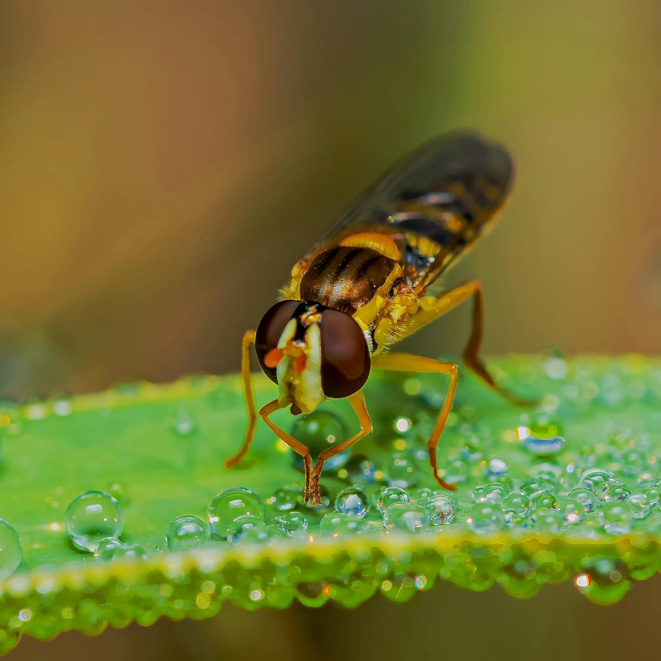 Macro Photography Of Fly · Free Stock Photo Macro Photography Of Fly · Free Stock Photo
