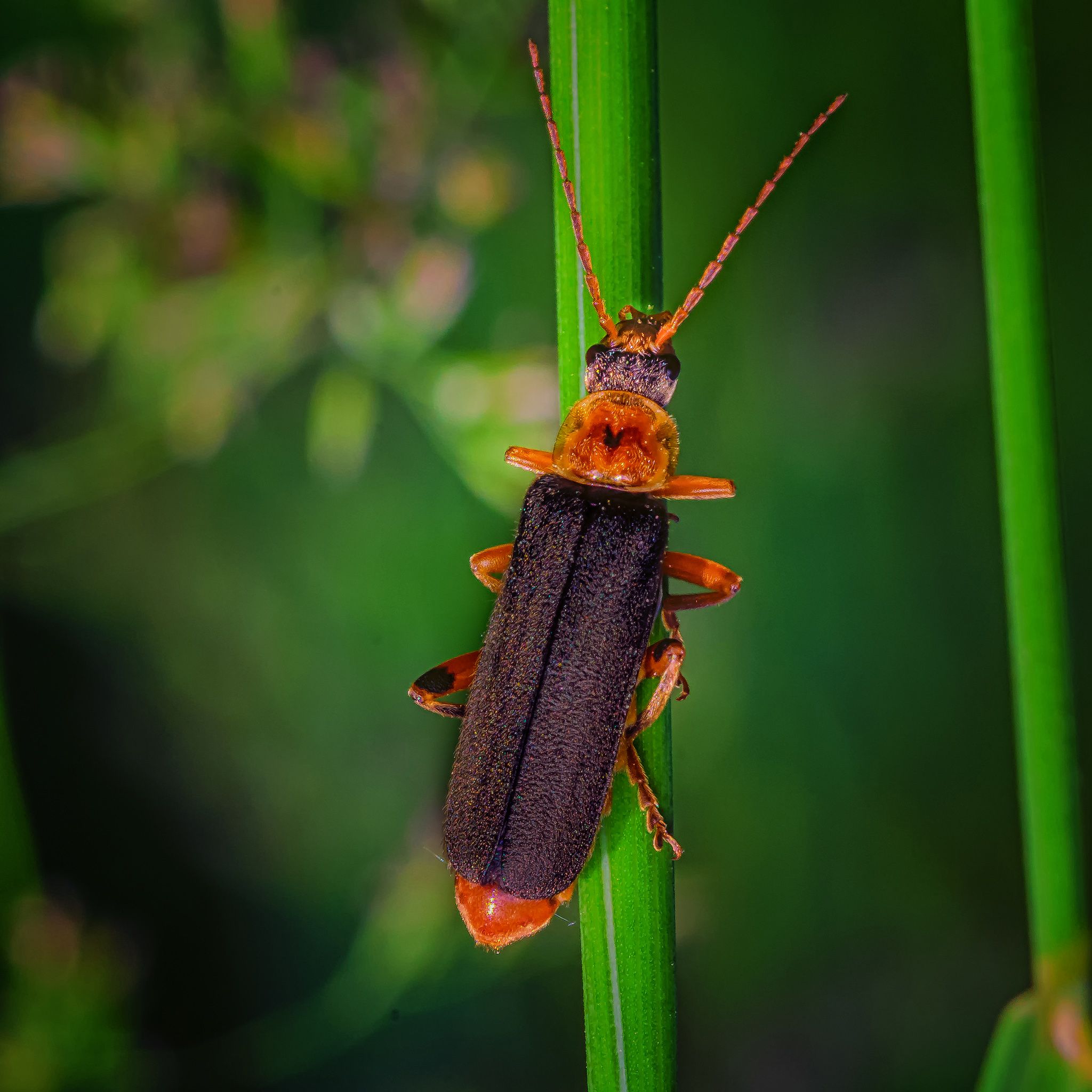 Biology Invertebrates Photos, Download The BEST Free Biology ...