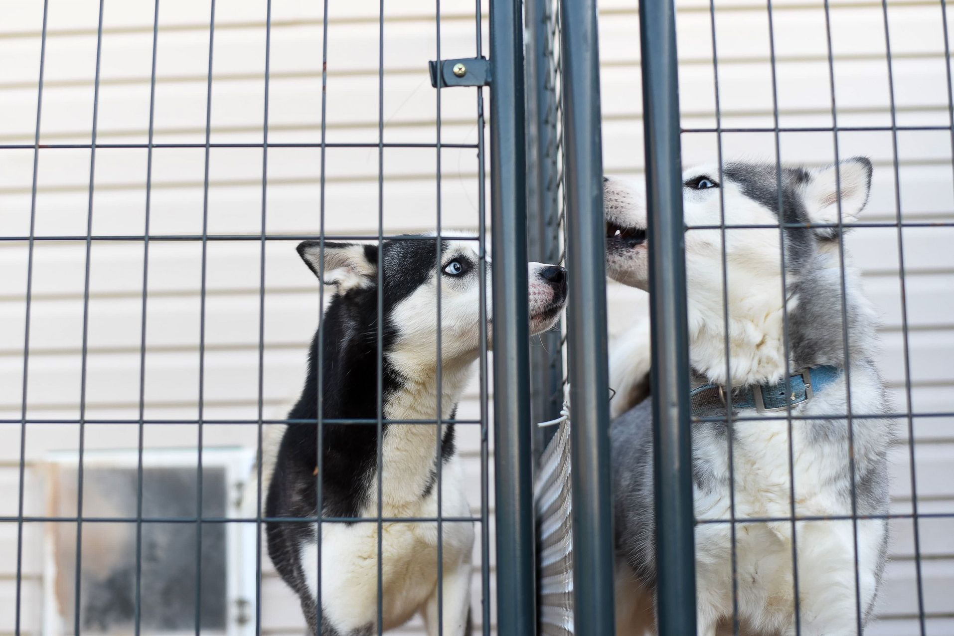 Are Huskies Wolf Hybrids or Just a Special Breed of Dog?