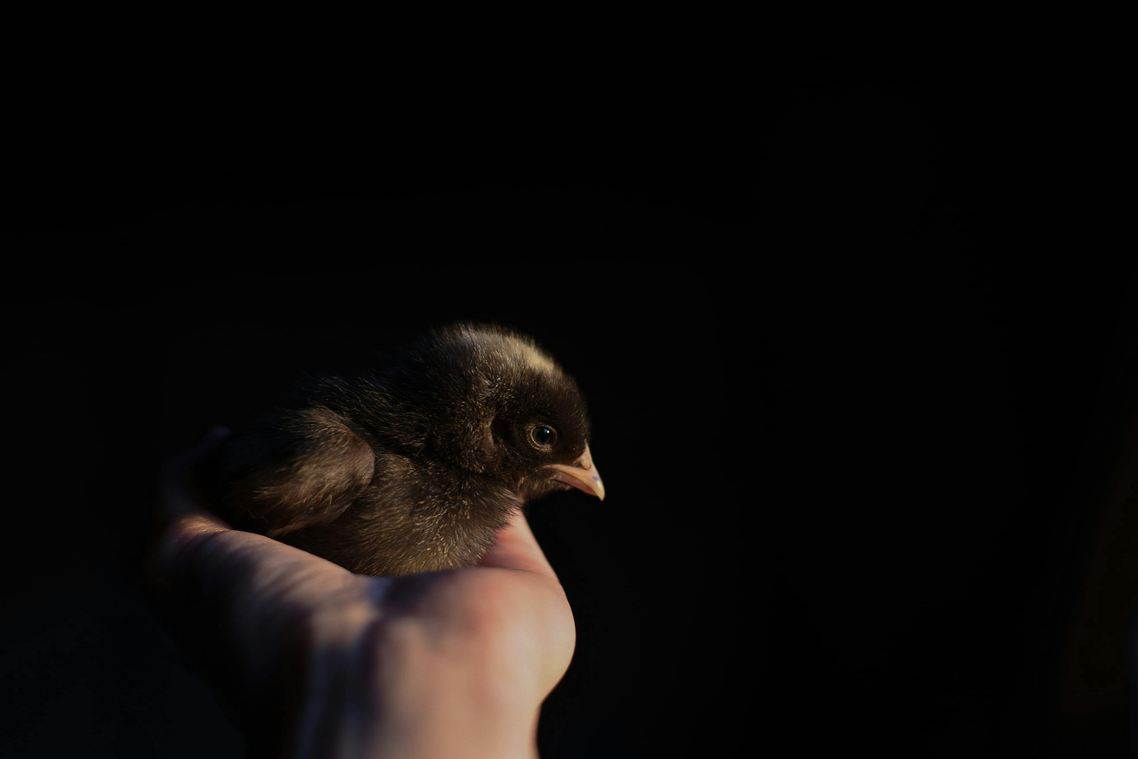 Dark Beak Background Photos, Download The BEST Free Dark Beak ...