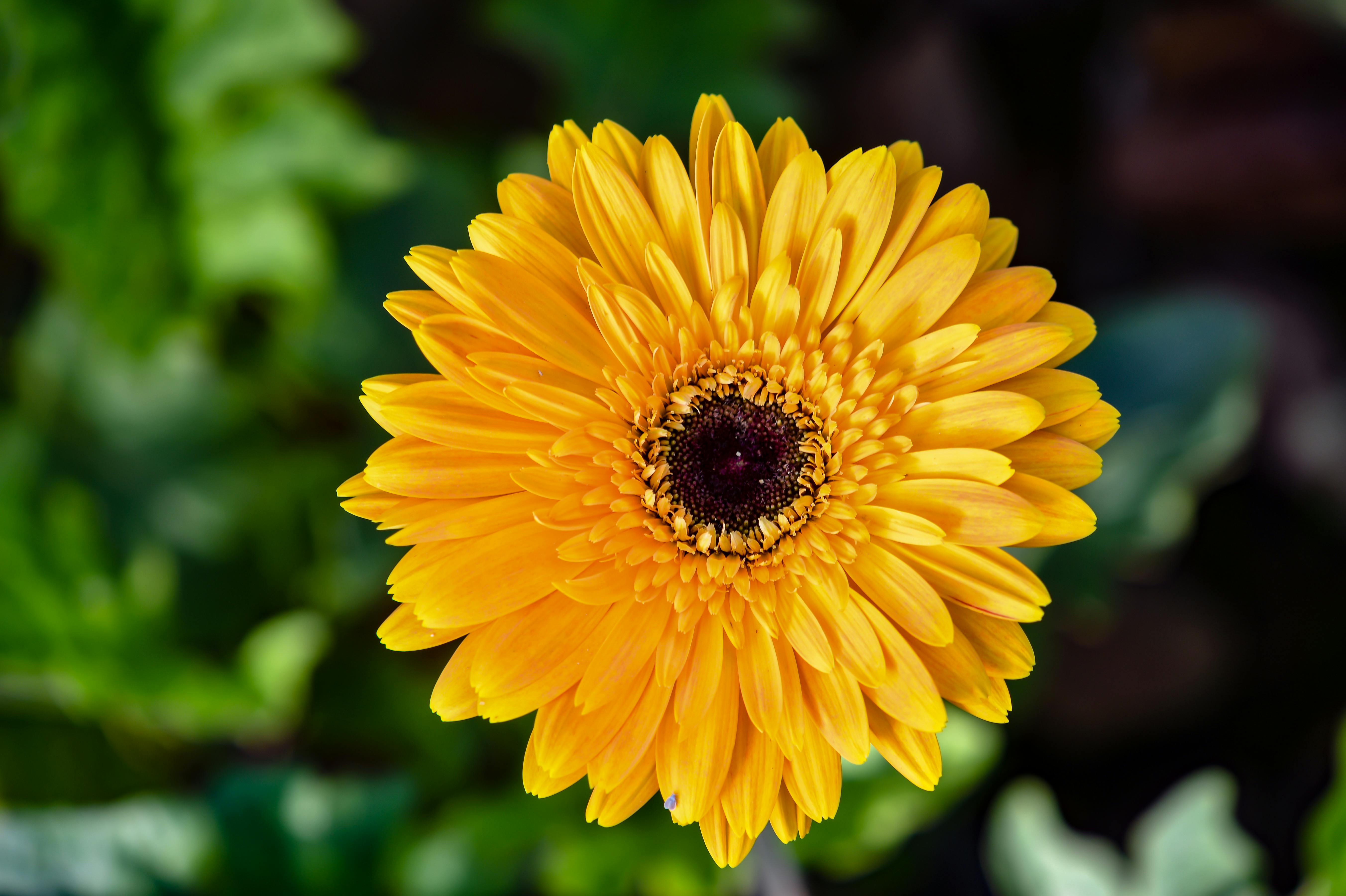 Yellow Gerbera Flower · Free Stock Photo