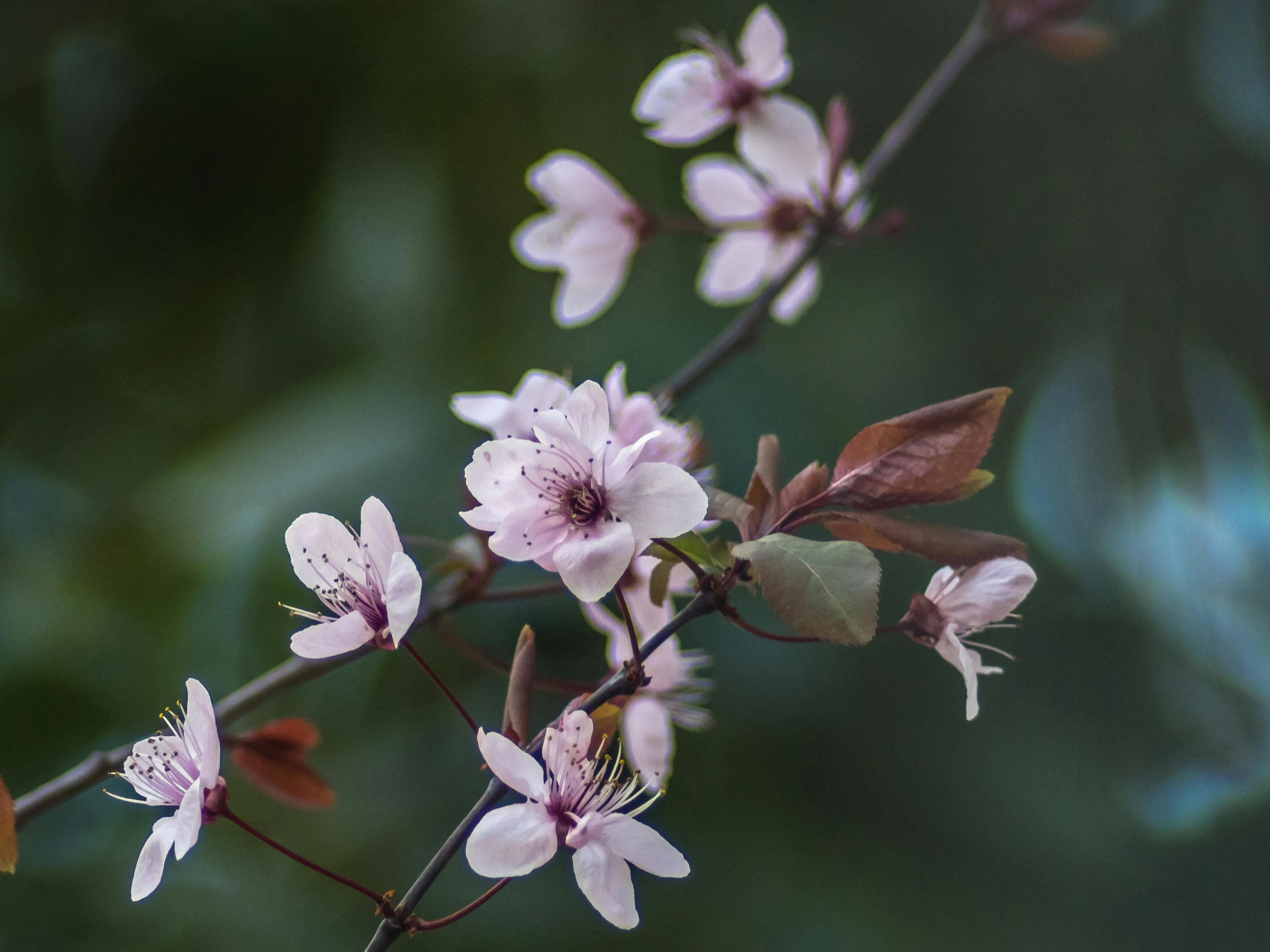 Blooming tree branches in park with tall trees · Free Stock Photo