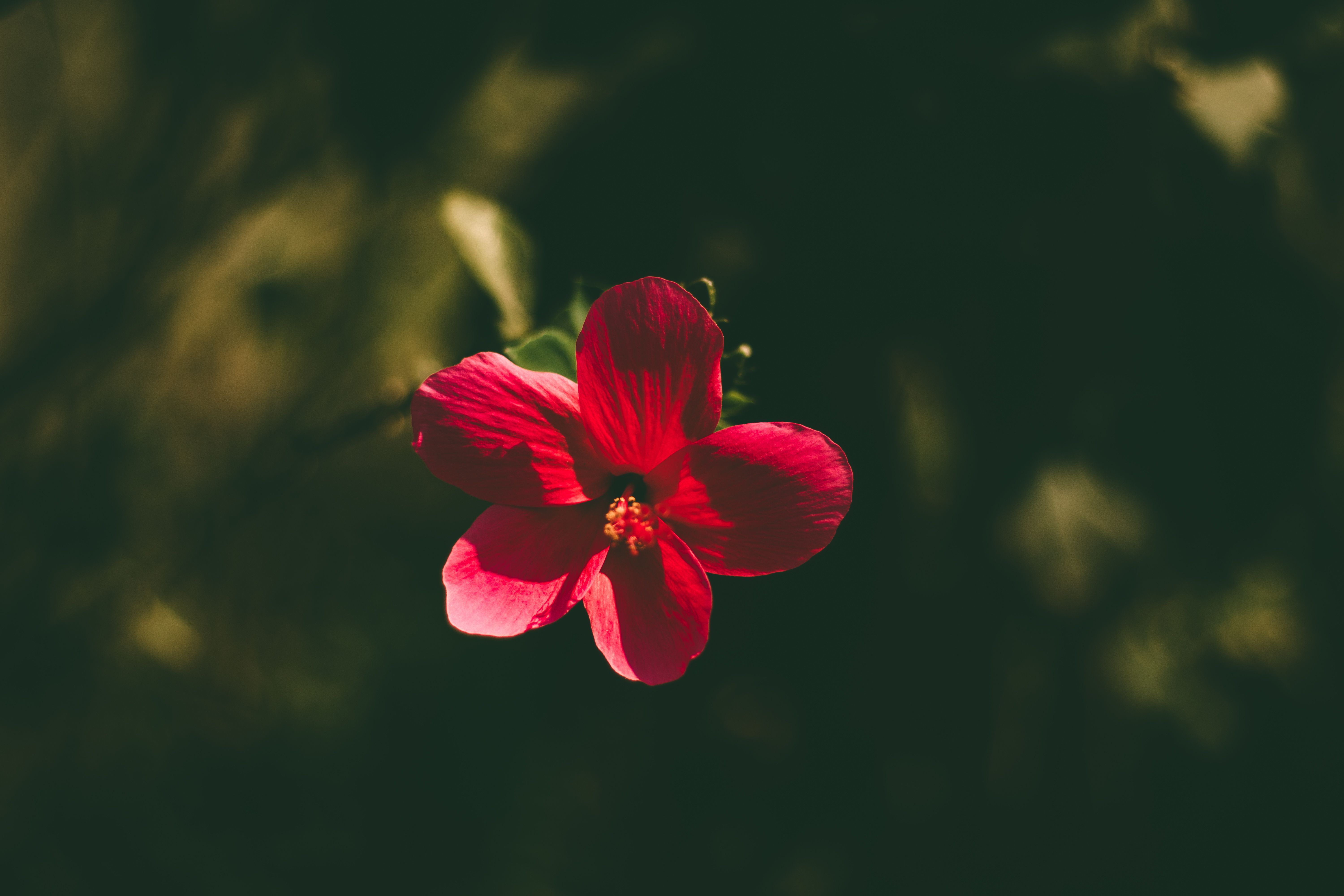 Red flower growing in garden · Free Stock Photo