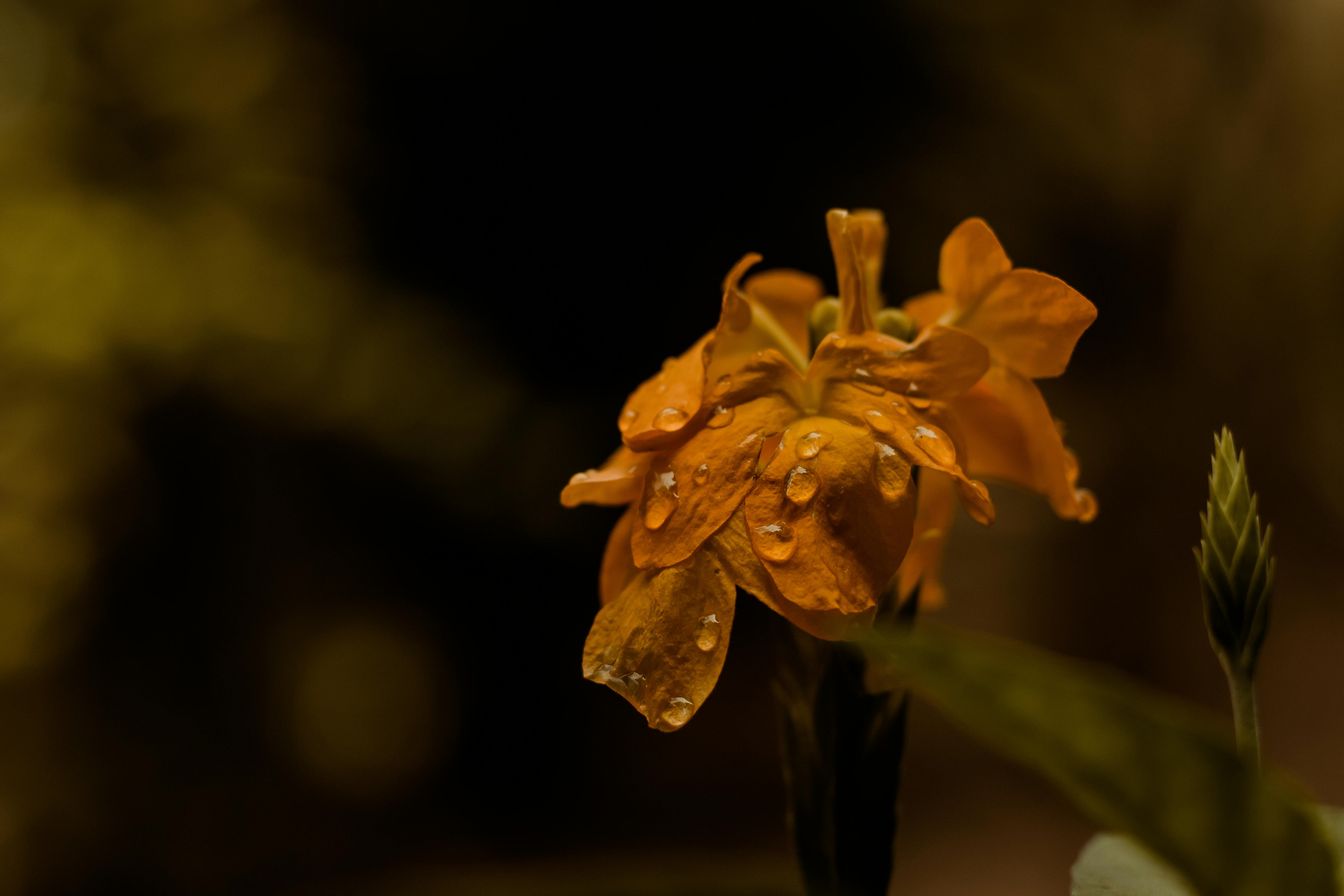 Yellow Flower in Tilt Shift Lens · Free Stock Photo