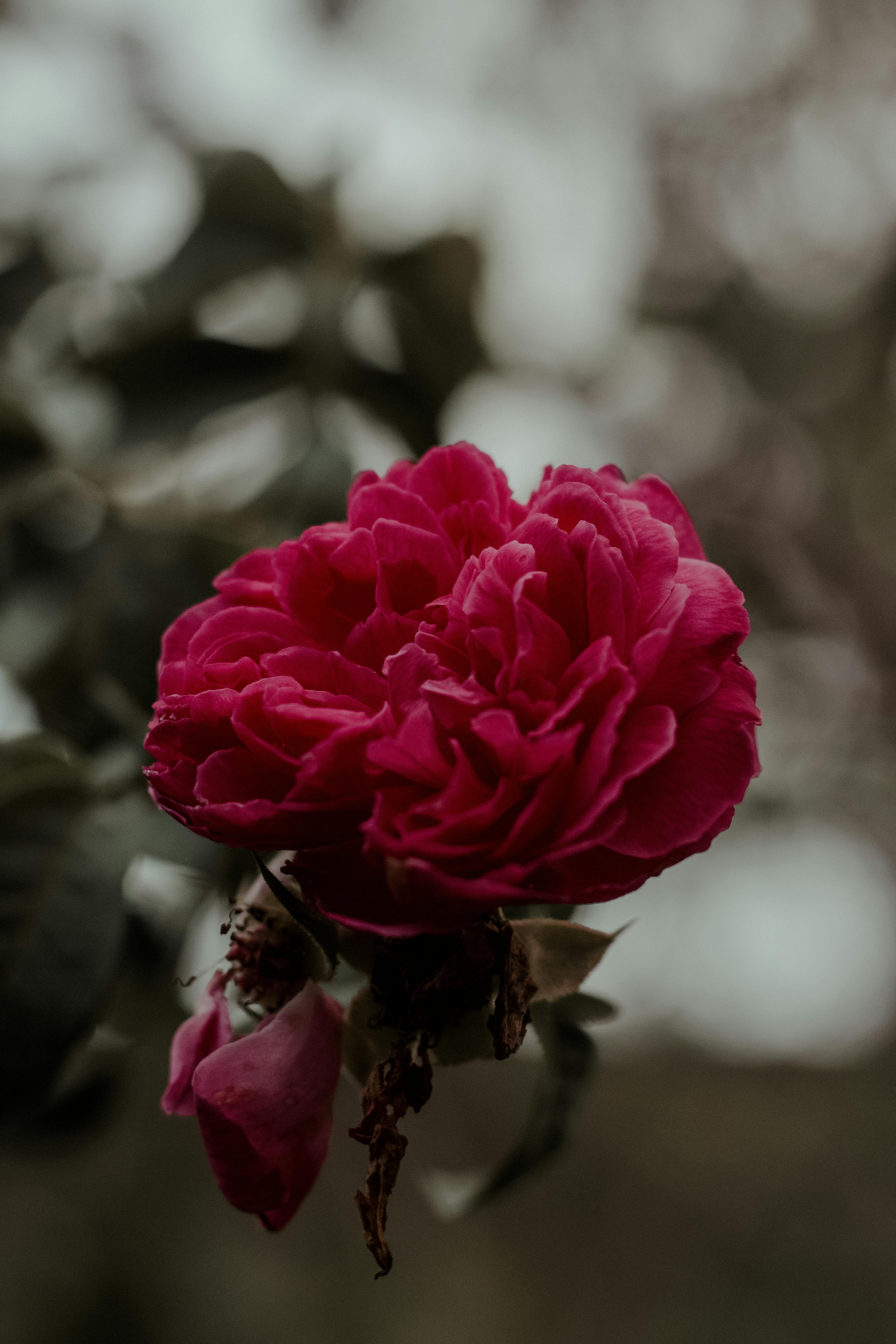 Pink Rose in Bloom · Free Stock Photo