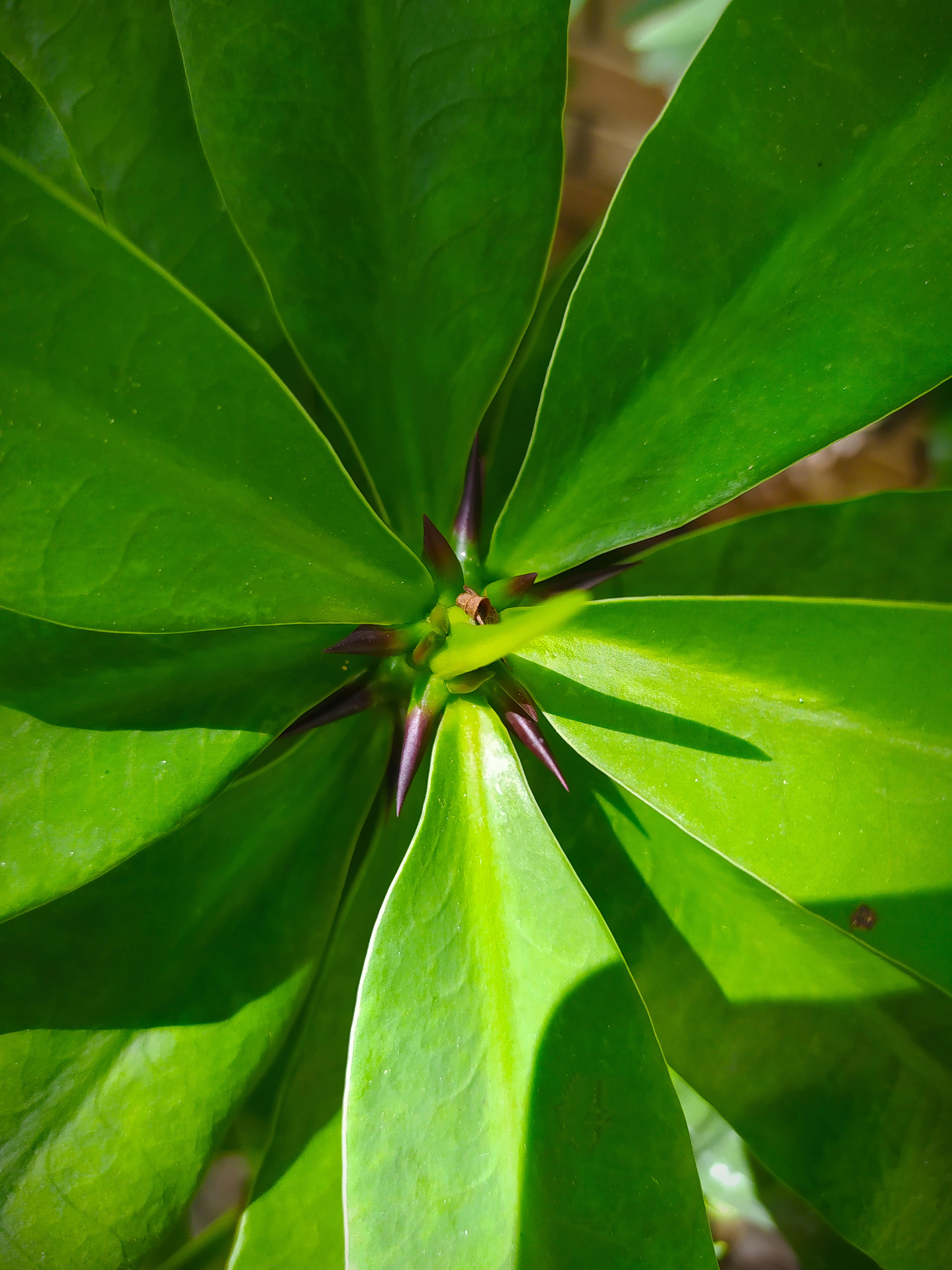Natural fresh Trifolium repens plant with green elliptic leaves · Free ...