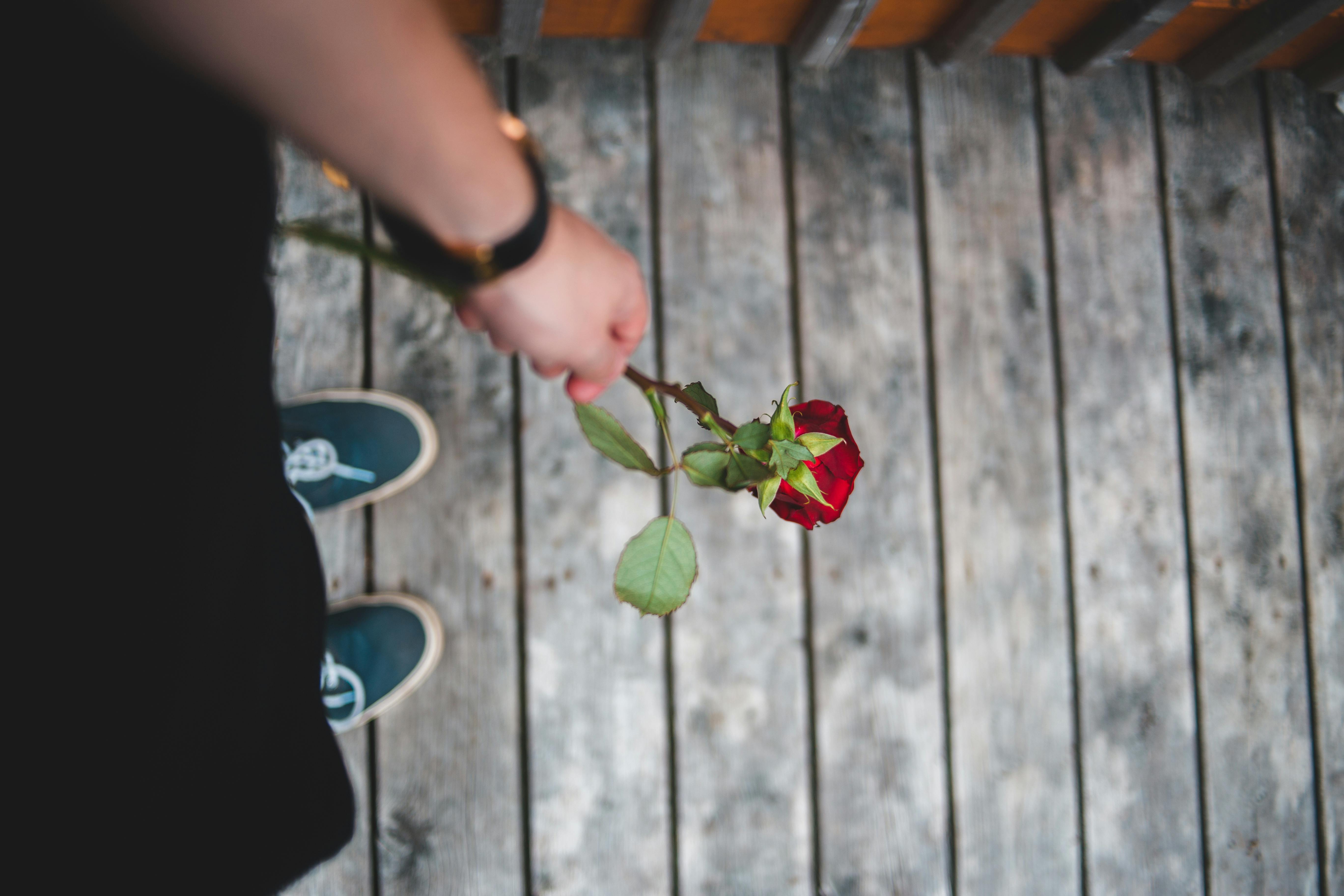 Person Holding Red Rose Flower · Free Stock Photo