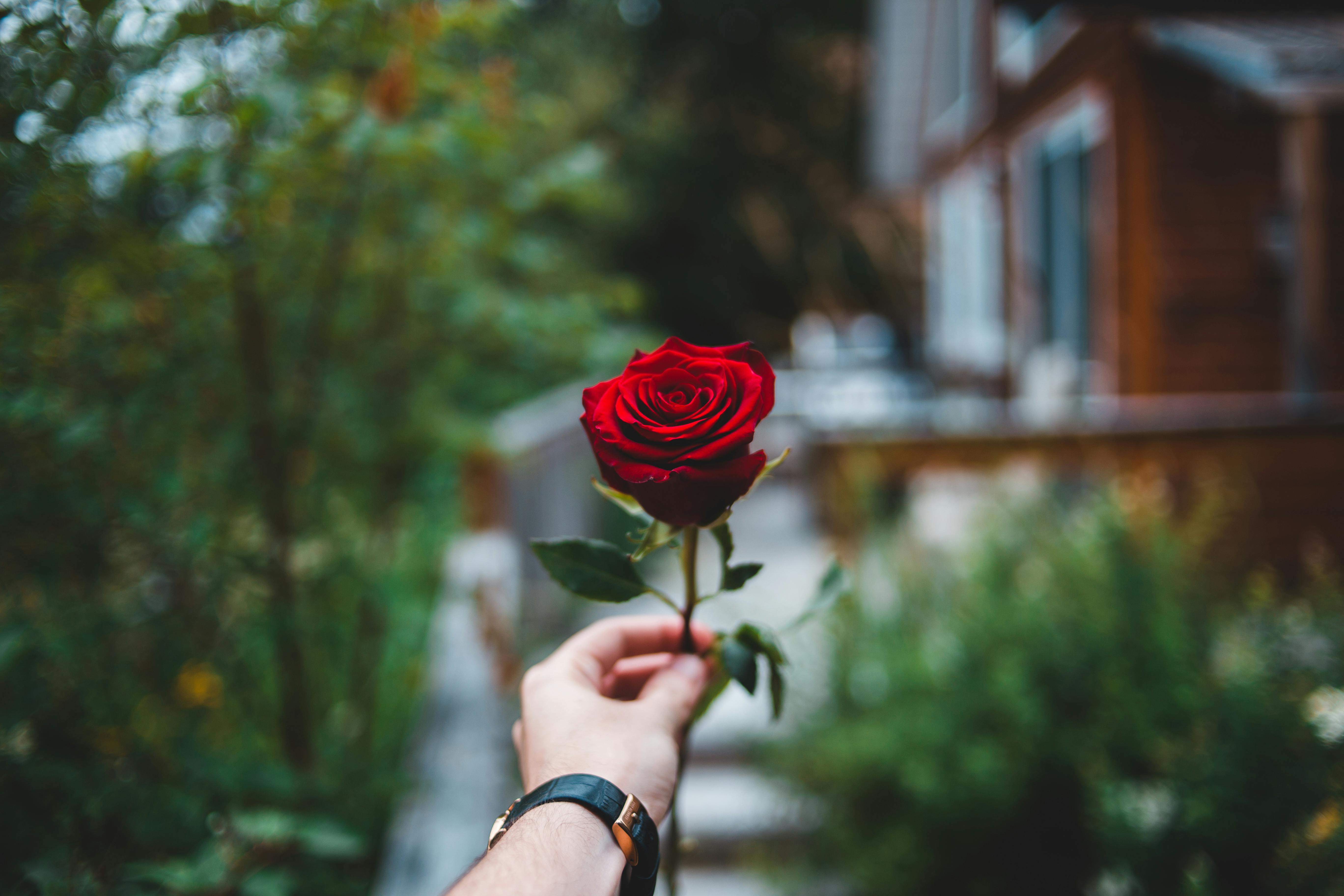 Crop person with rose in garden · Free Stock Photo