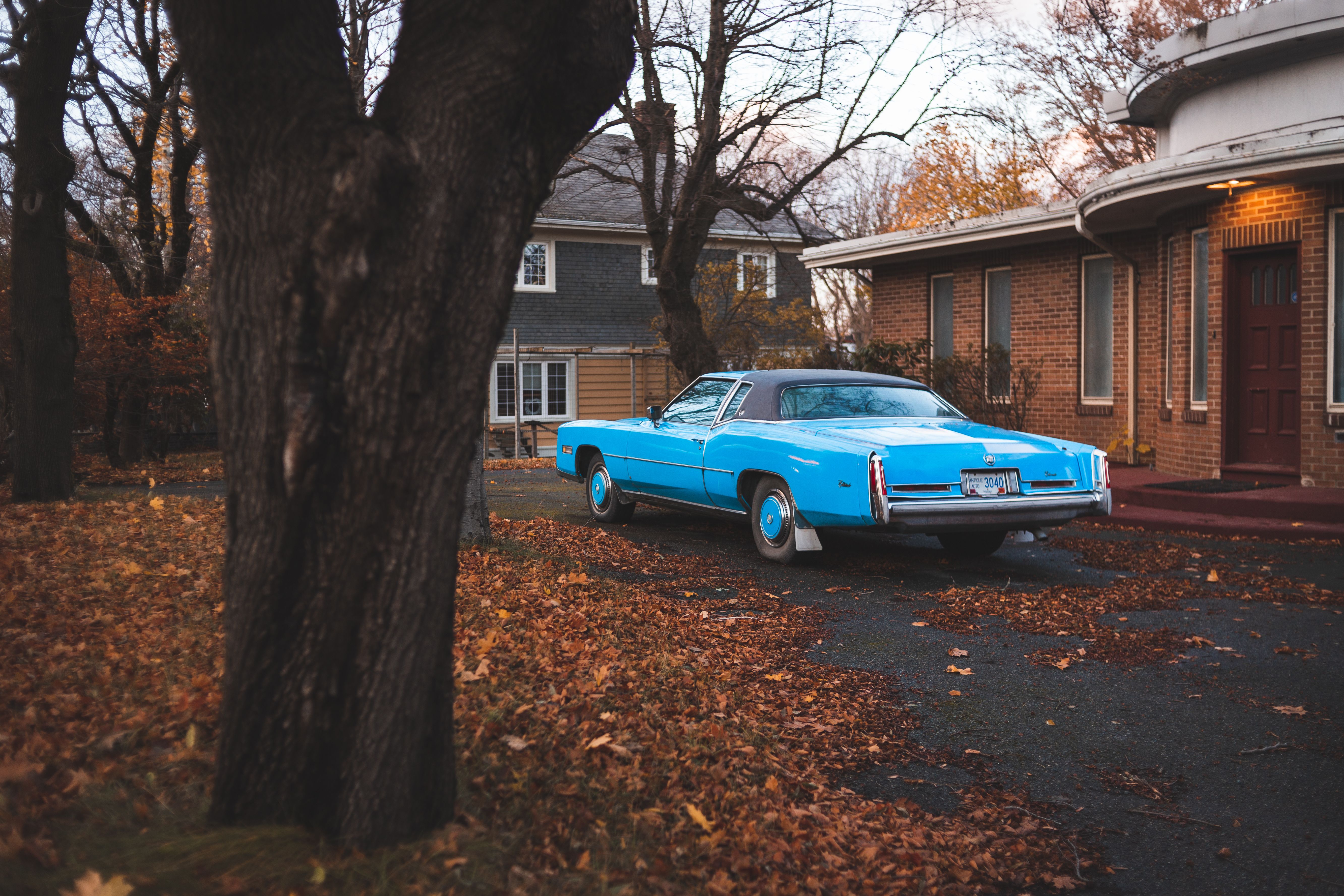 Blue Chevrolet Camaro Parked Beside Brown Tree · Free Stock Photo