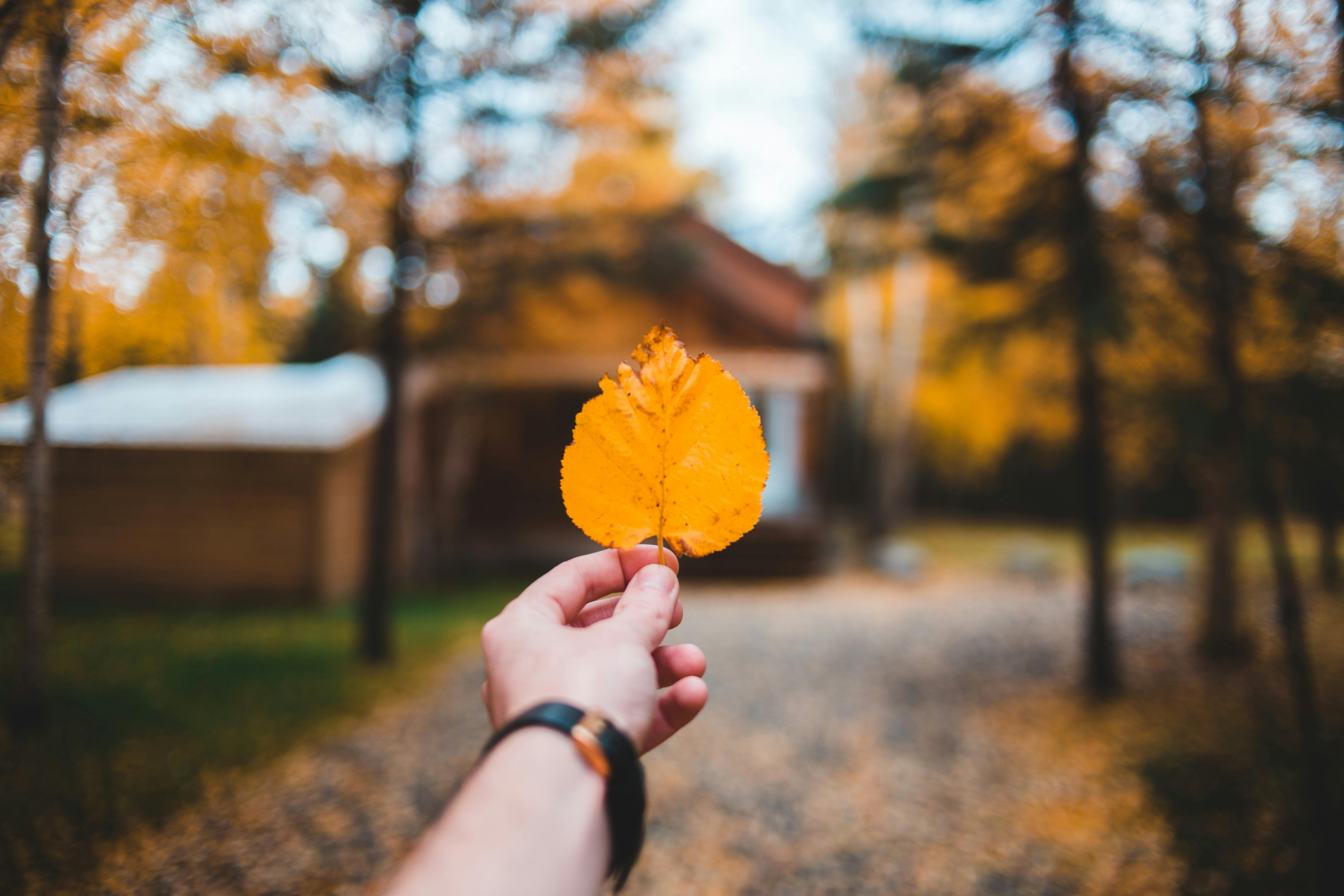 Osoba Trzymająca żółty Liść Klonowy · darmowe zdjęcie z galerii