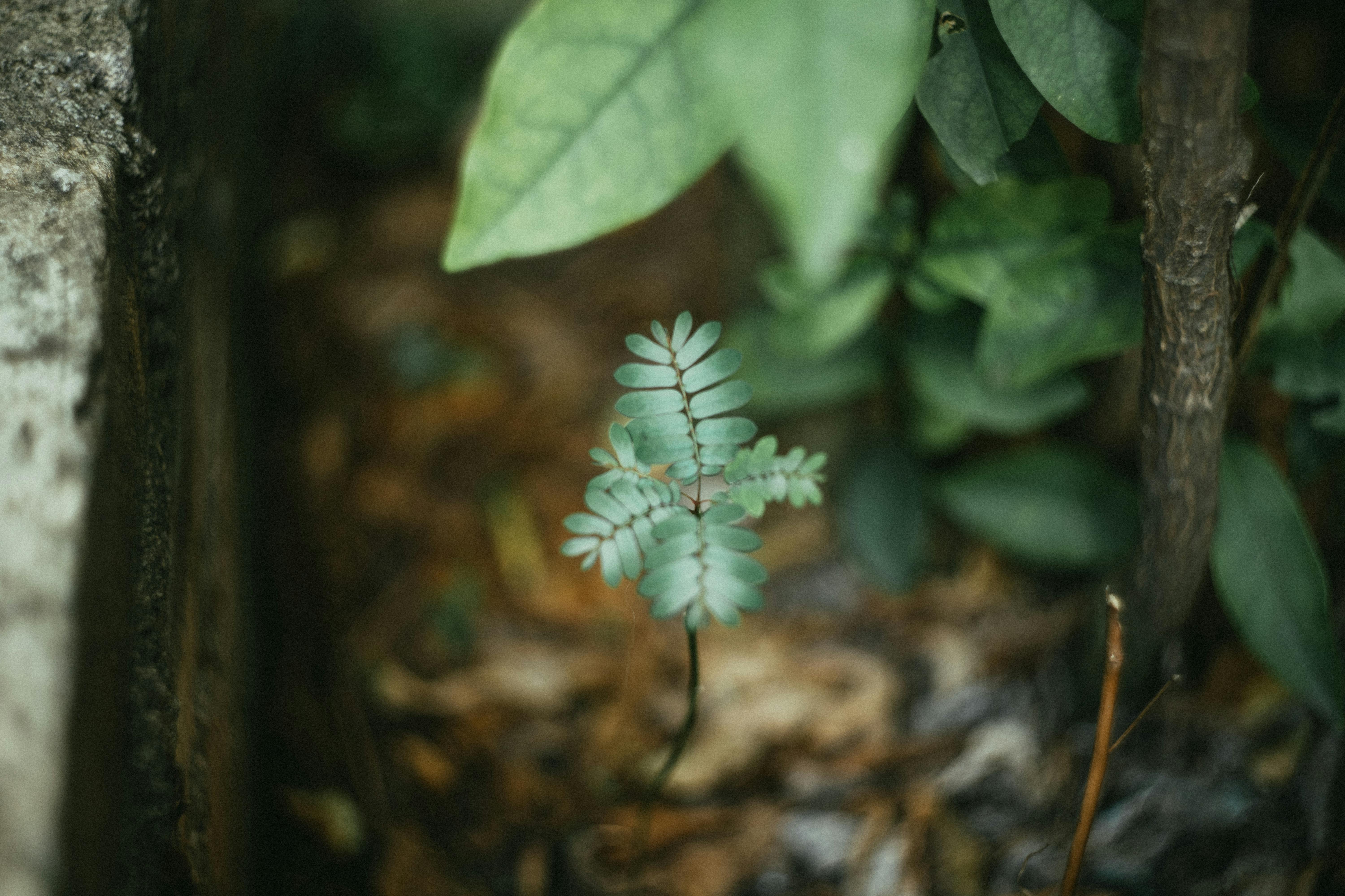 A Small Green Leafy Plant · Free Stock Photo