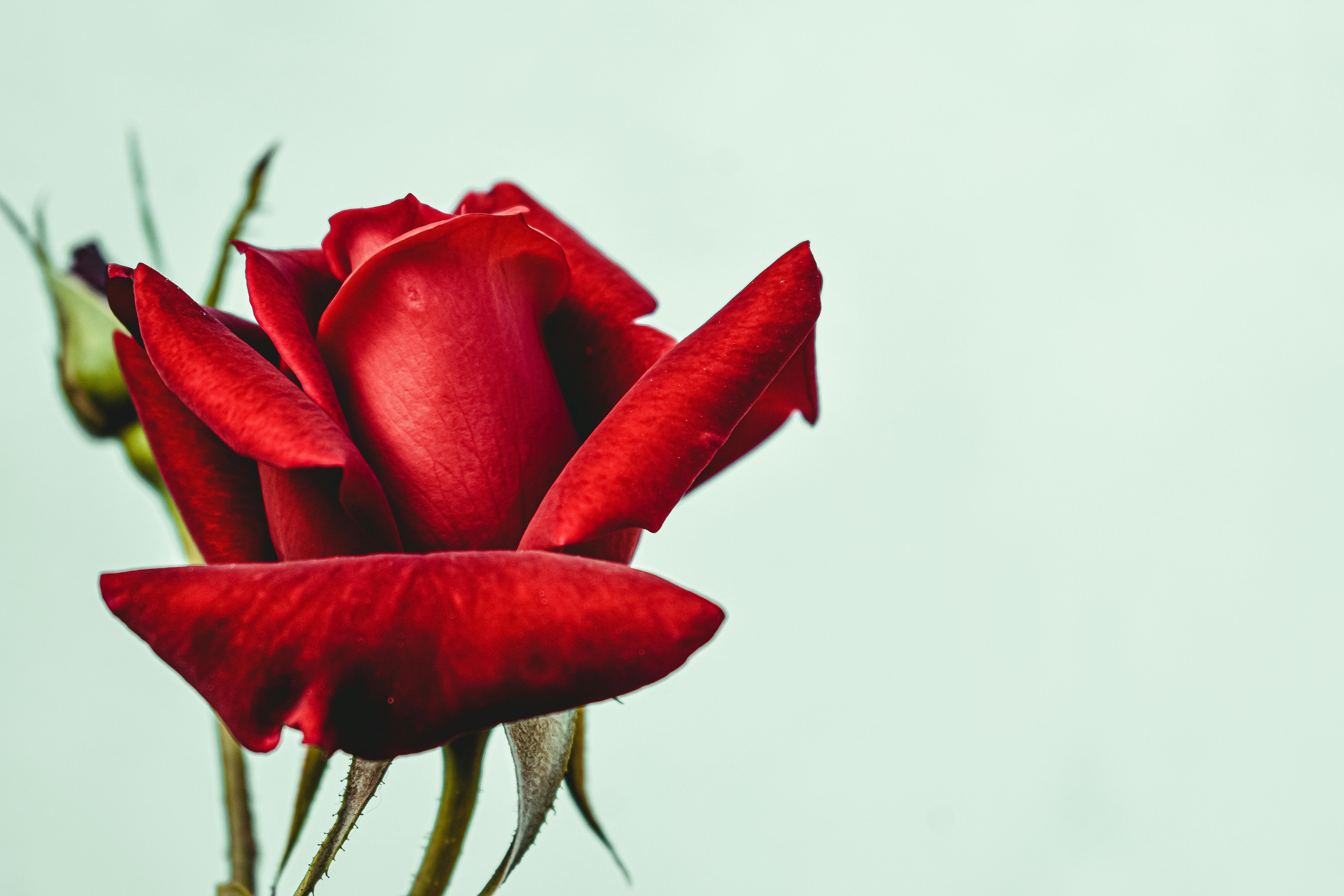 Red Roses · Free Stock Photo