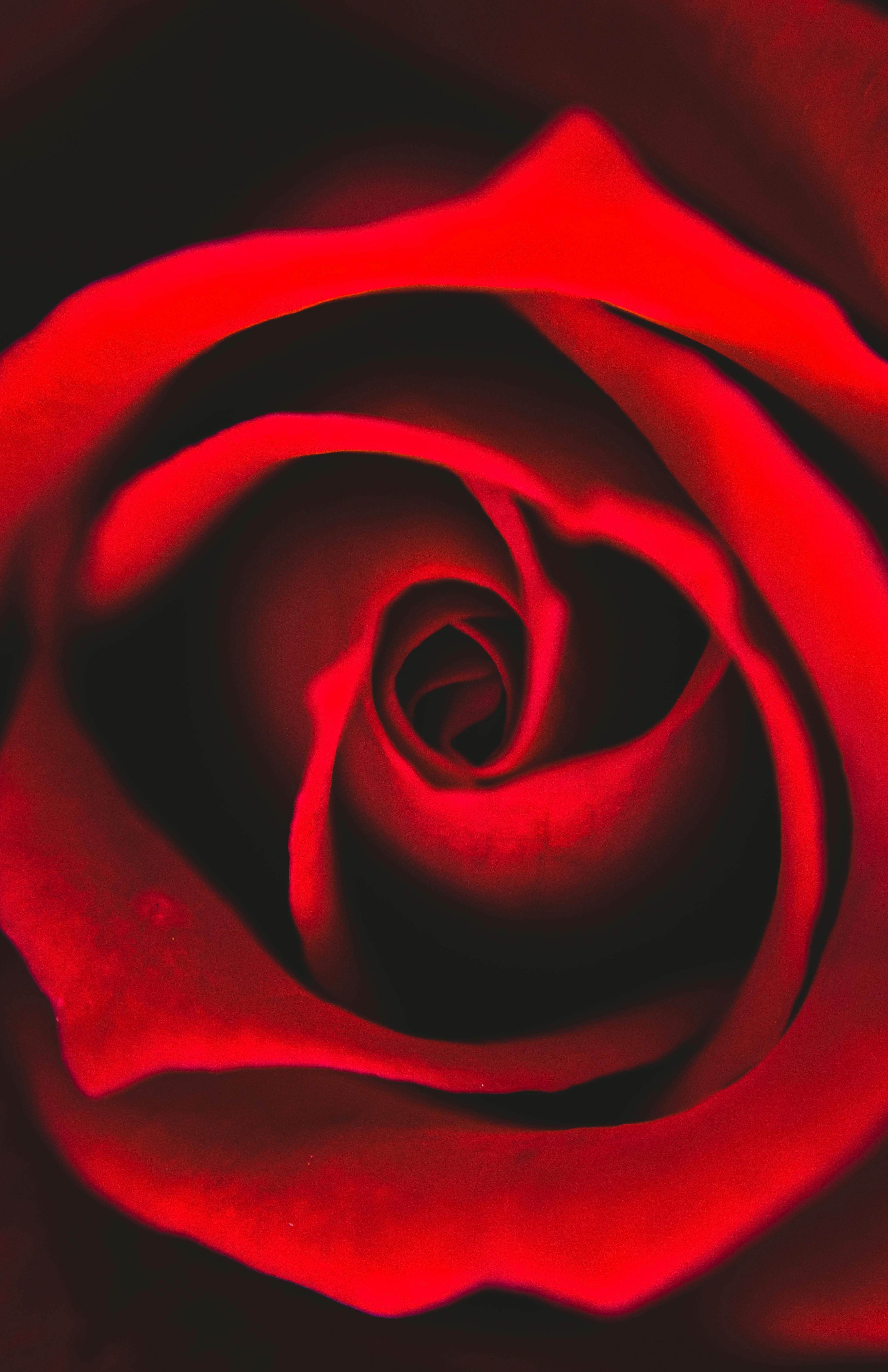 Heap of beautiful dark red flowers · Free Stock Photo