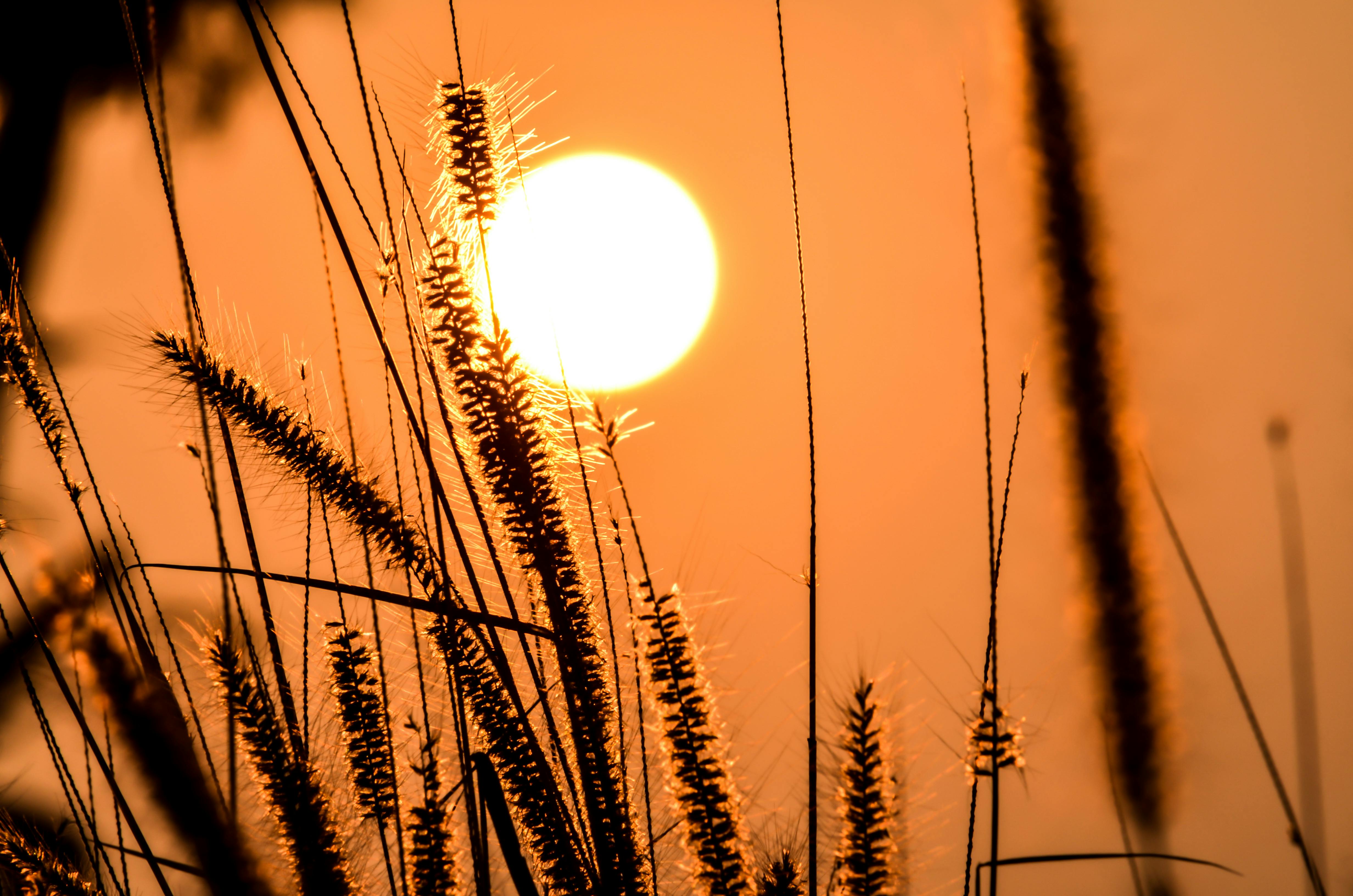 Free stock photo of evening sun