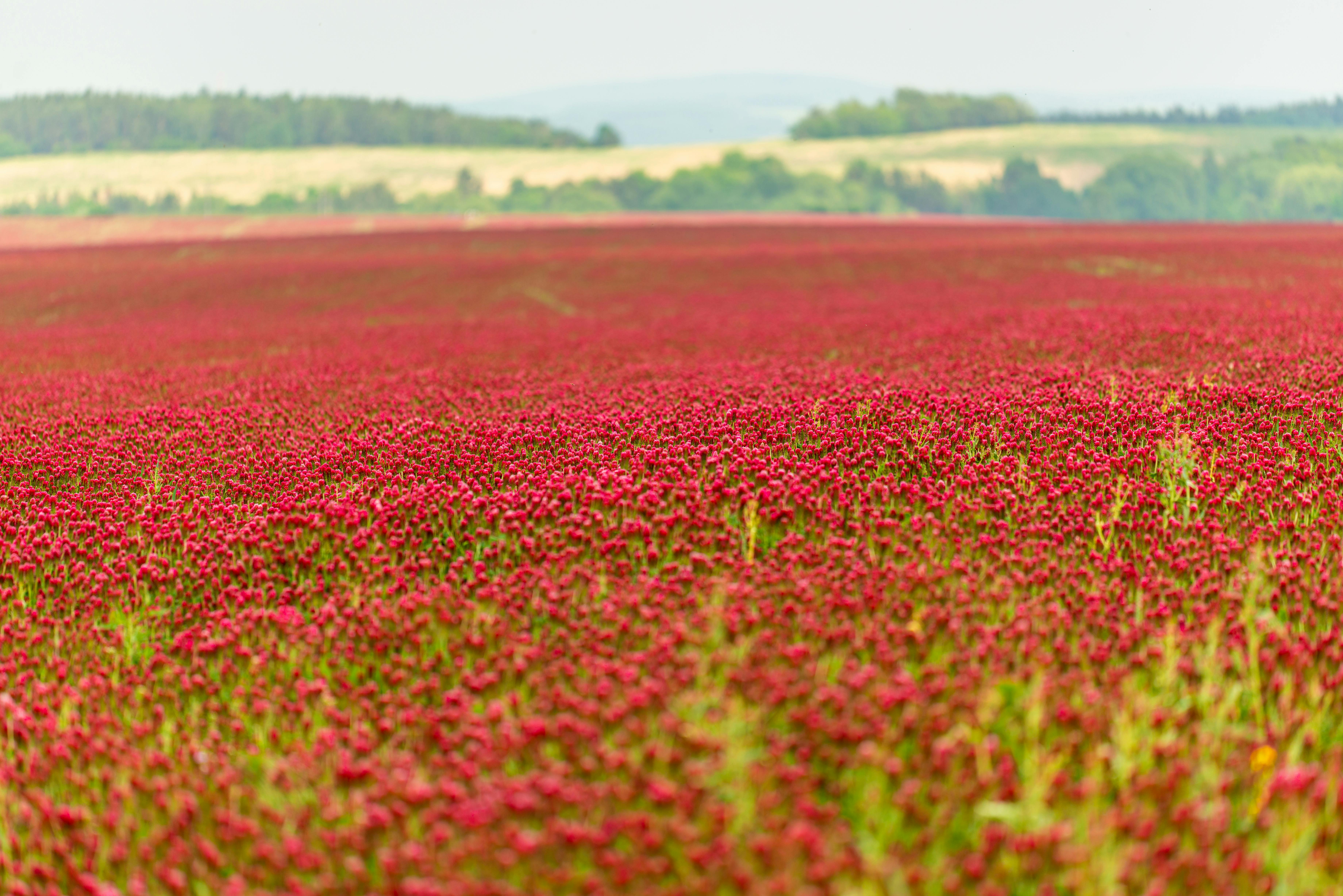Photo of Red Flower Field · Free Stock Photo