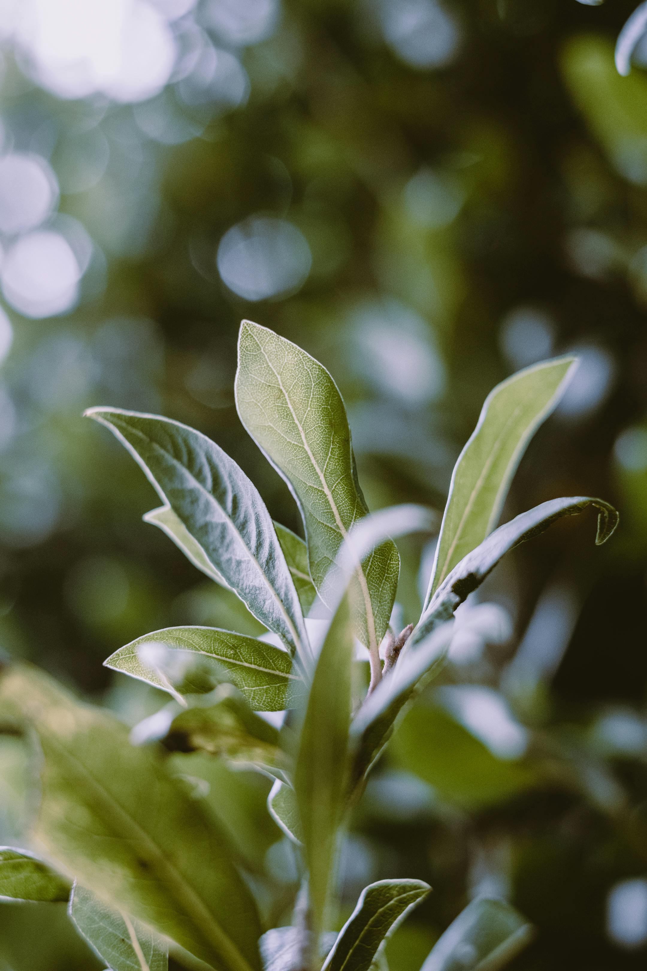Green Plant · Free Stock Photo