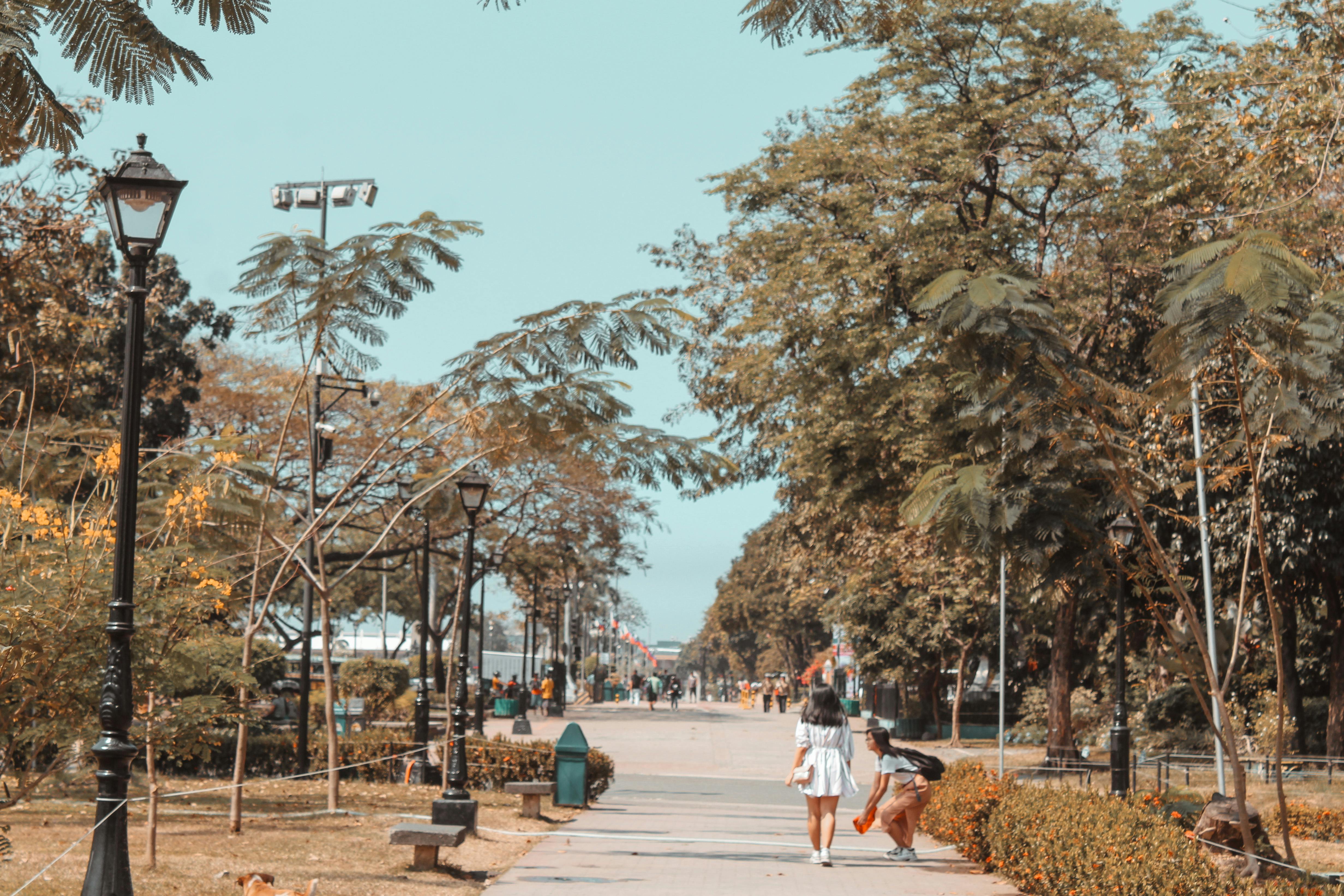 Person Walking Between Trees · Free Stock Photo