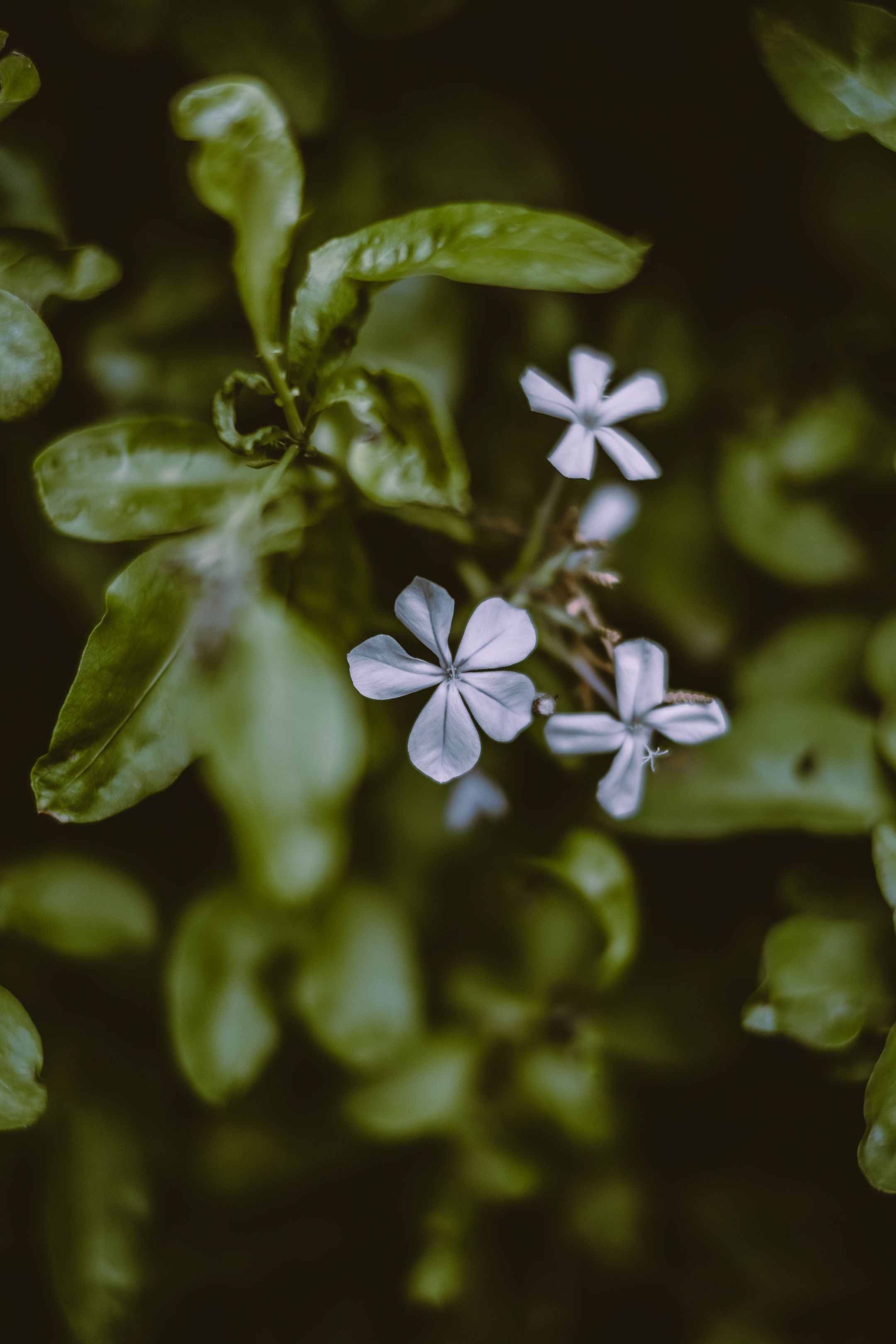Macro Photography of White Petaled Flowers · Free Stock Photo