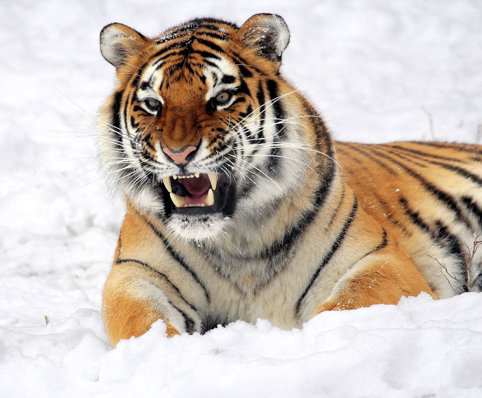 Tiger Growling Photos, Download The BEST Free Tiger Growling Stock ...