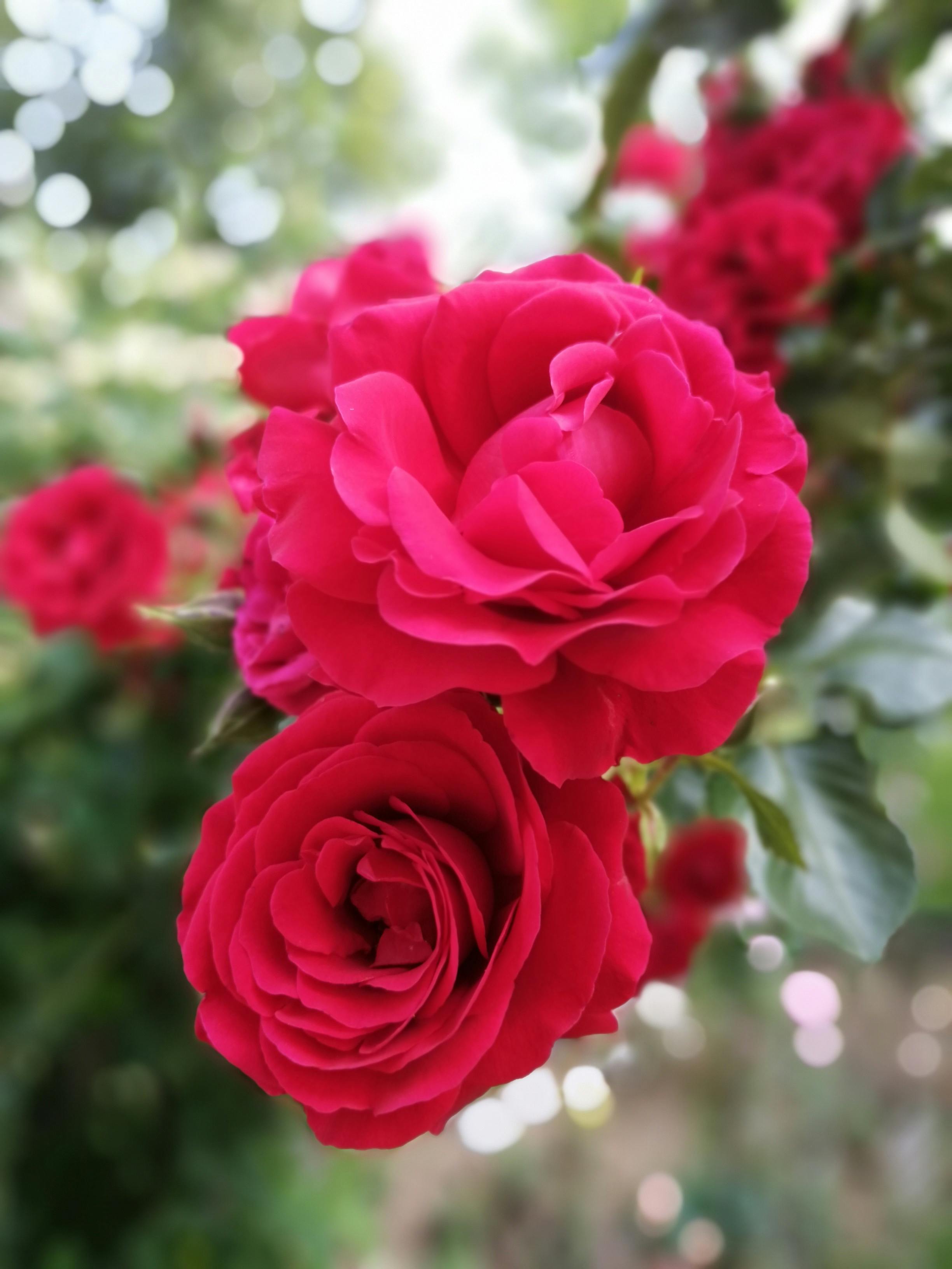 Red Flowers · Free Stock Photo