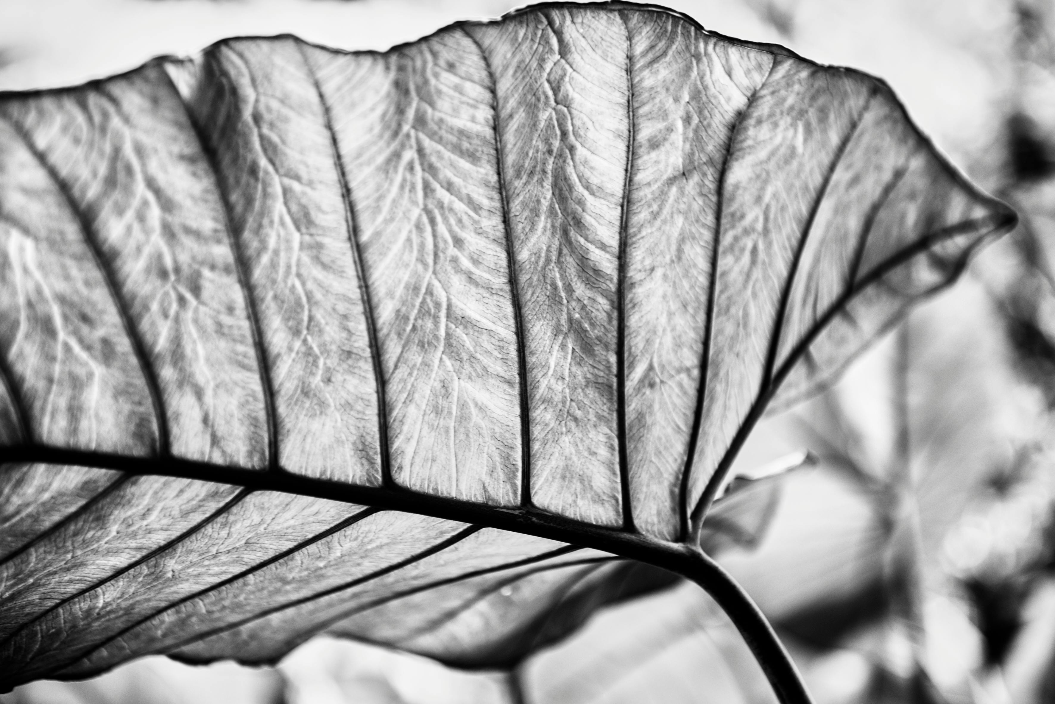 Dried Leaf · Free Stock Photo