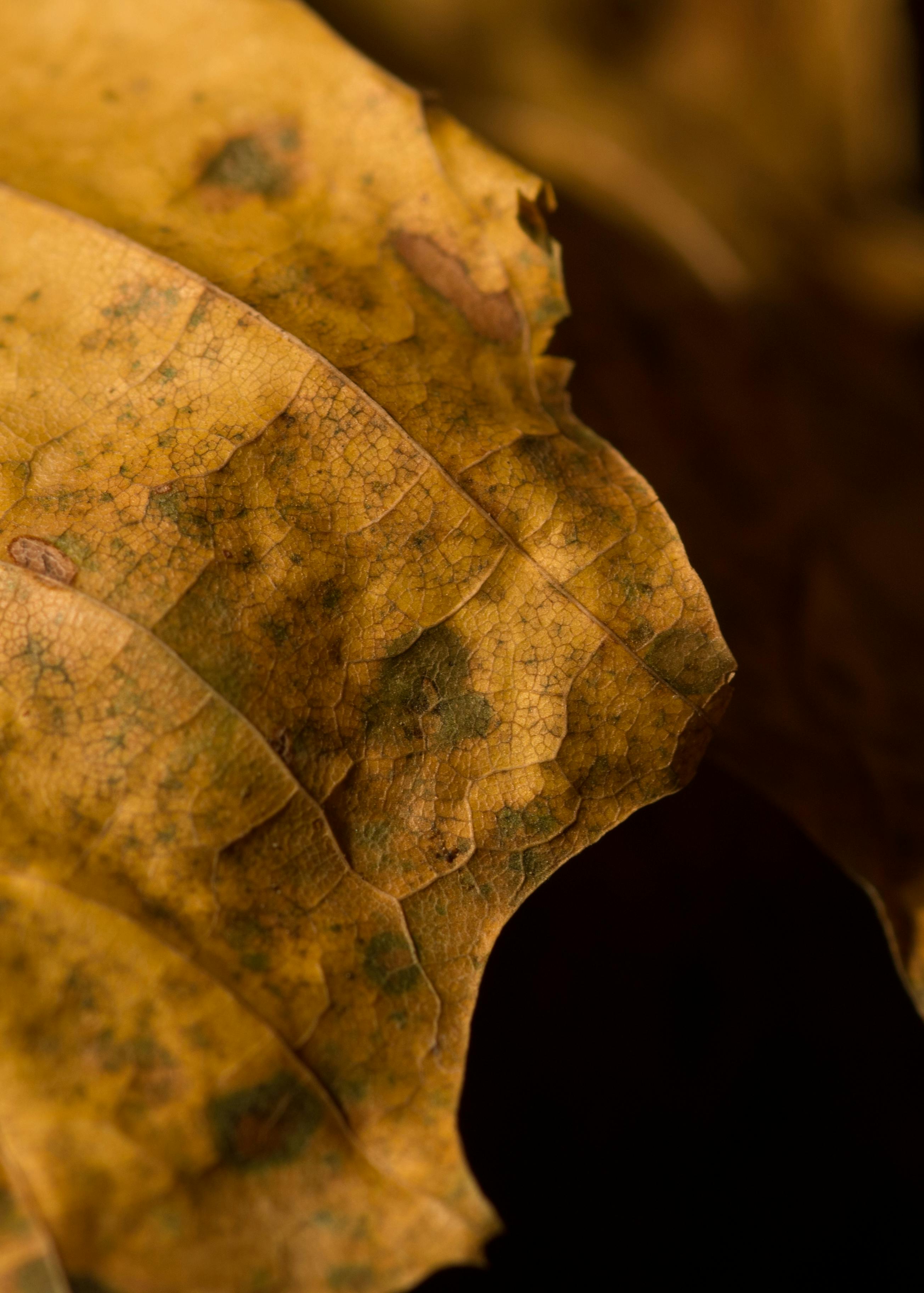 Ibrahim Mahmuti - Photography