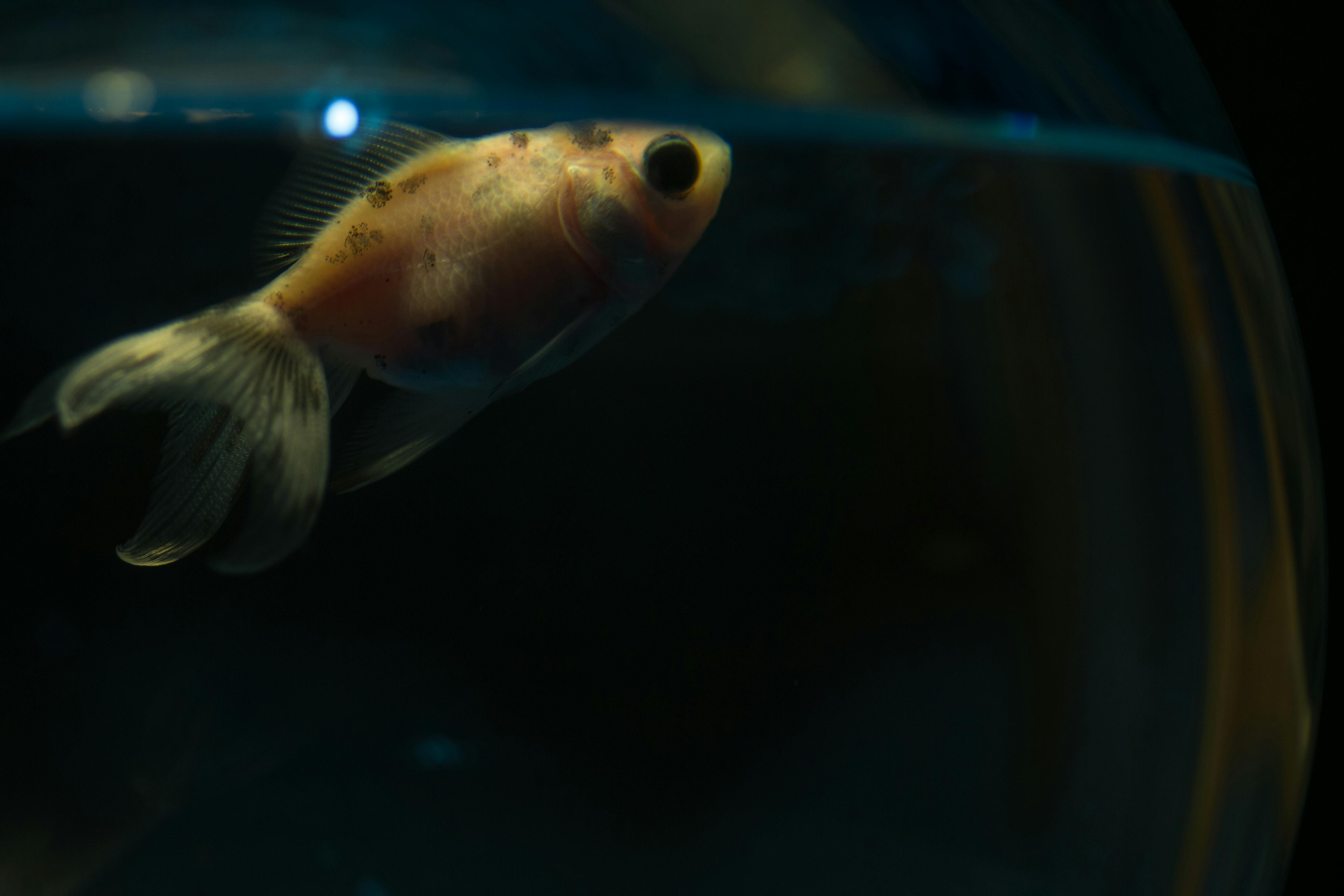 Ibrahim Mahmuti - Photography