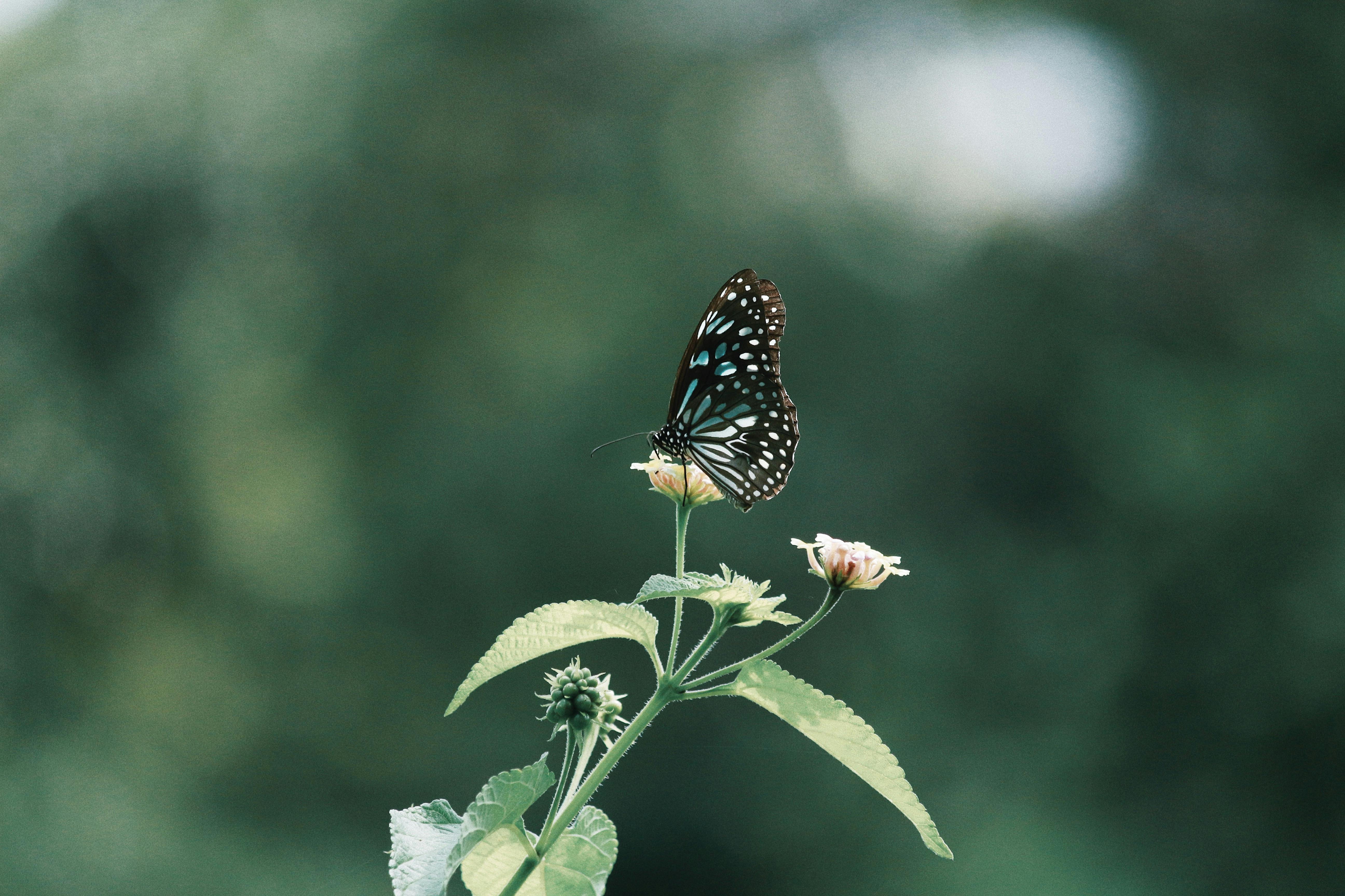 300+ Best Monarch Photos · 100% Free Download · Pexels Stock Photos