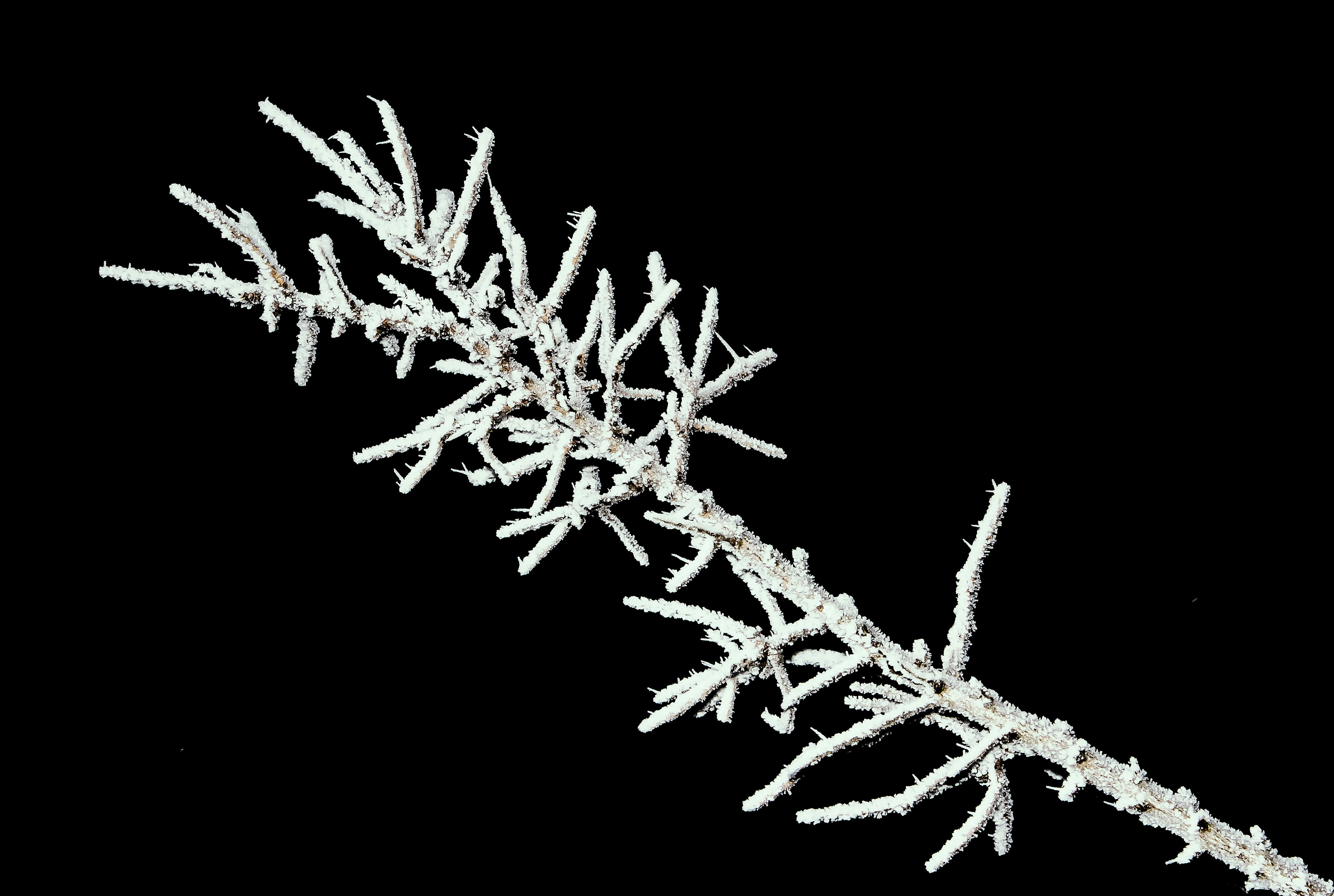 Close-up Photography of Snowflake · Free Stock Photo