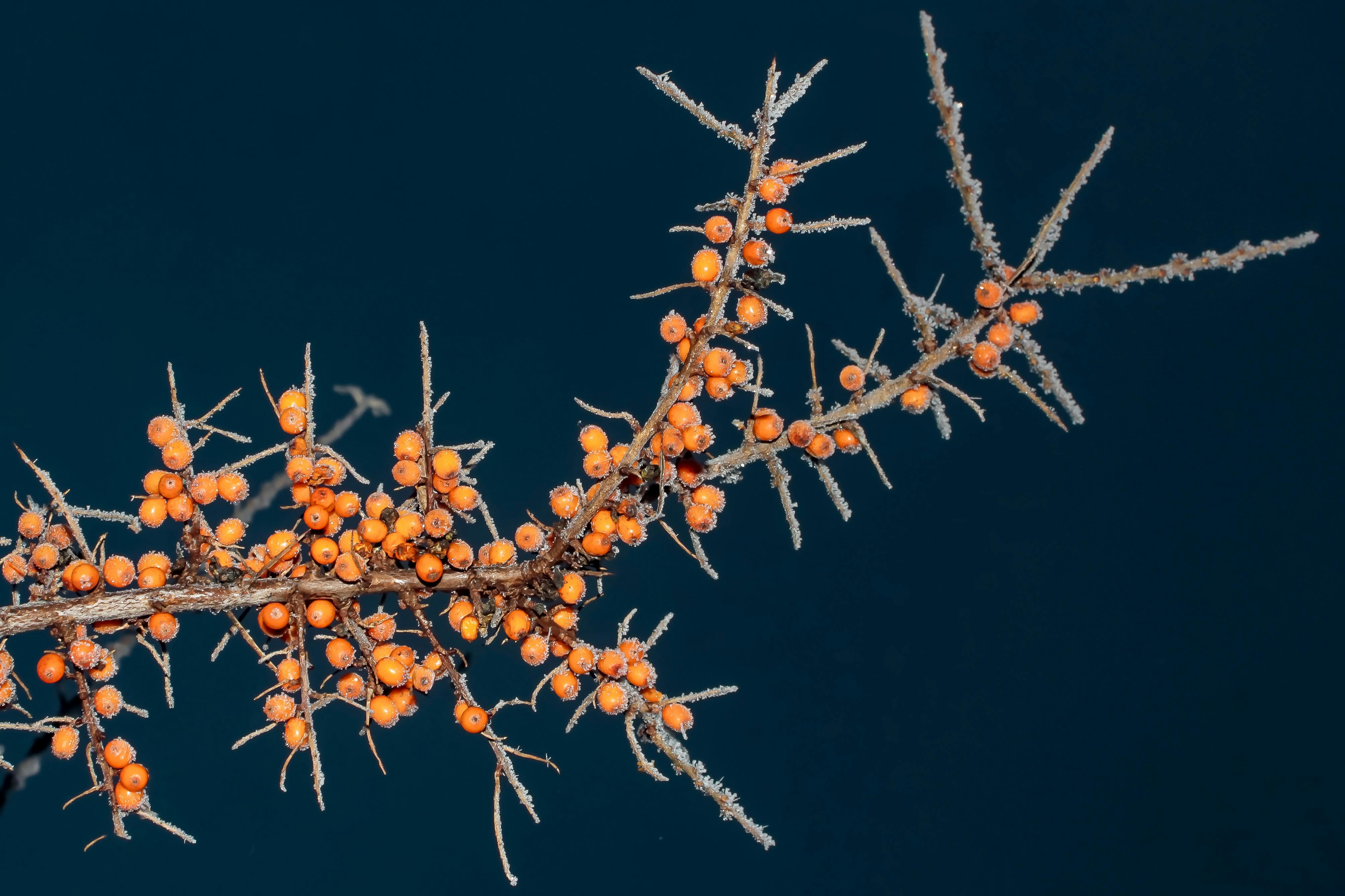 Sea Buck Thorn Berries Photos, Download The BEST Free Sea Buck Thorn ...