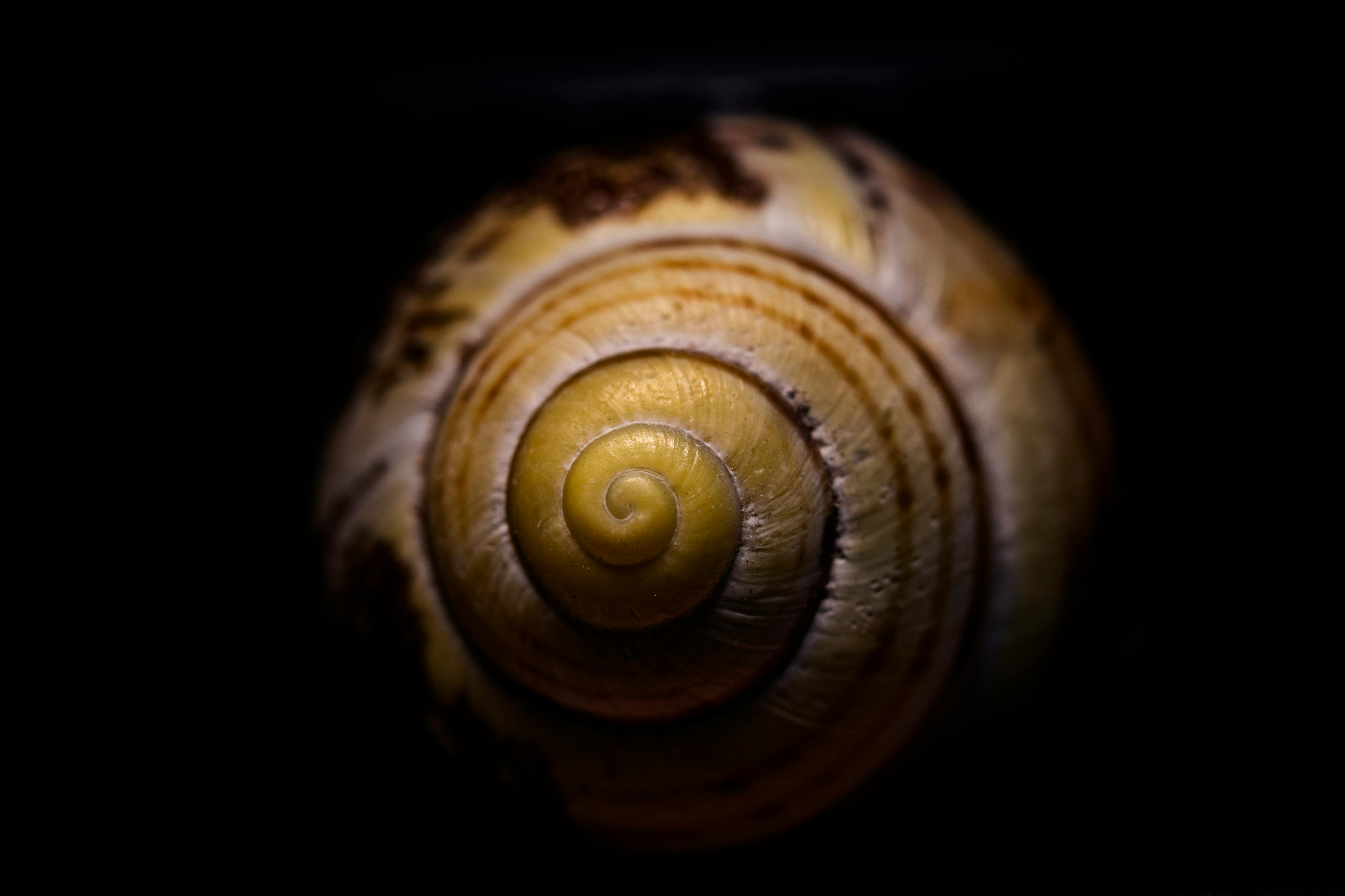 Brown and Black Snail Shell · Free Stock Photo