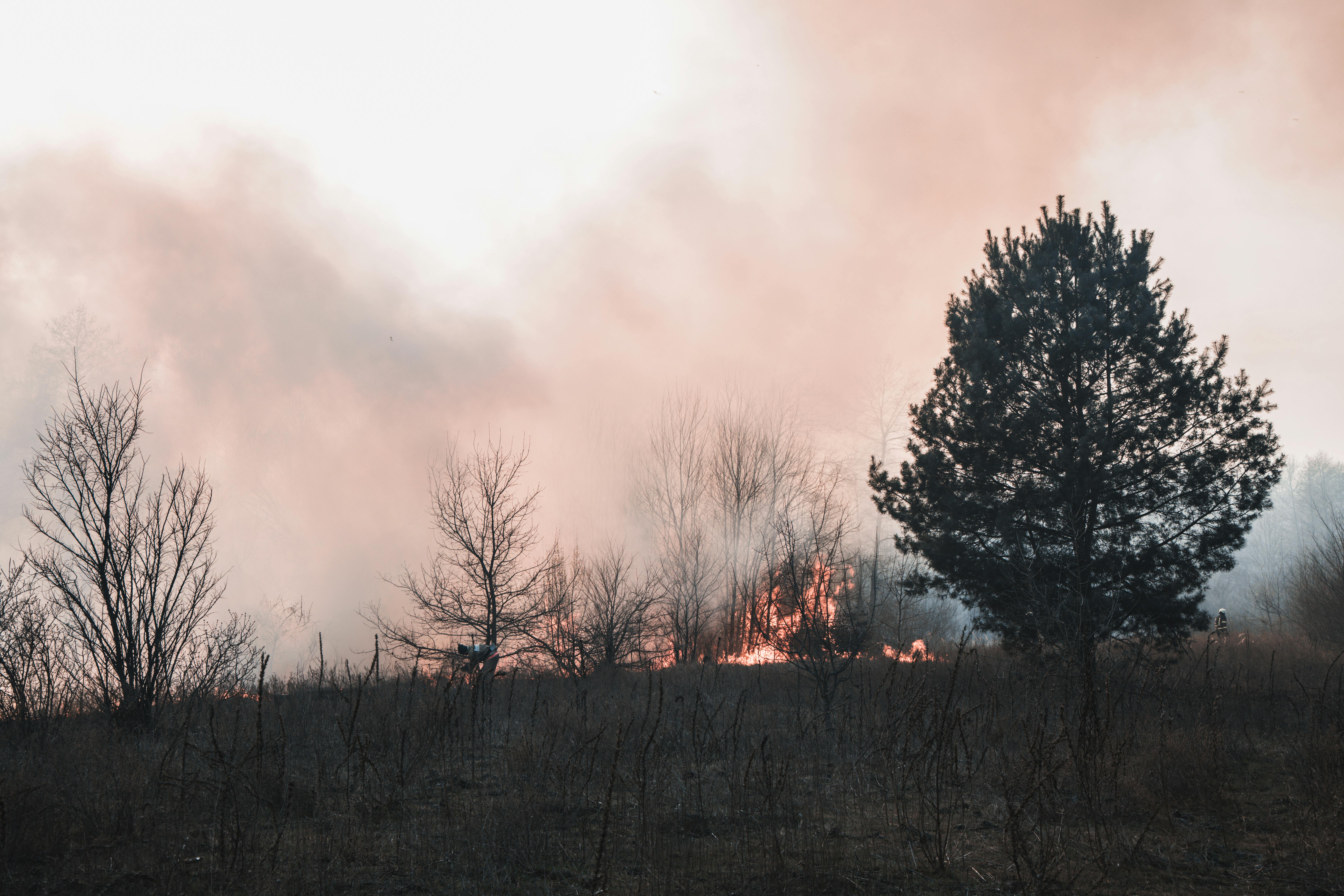 Bushfire · Free Stock Photo
