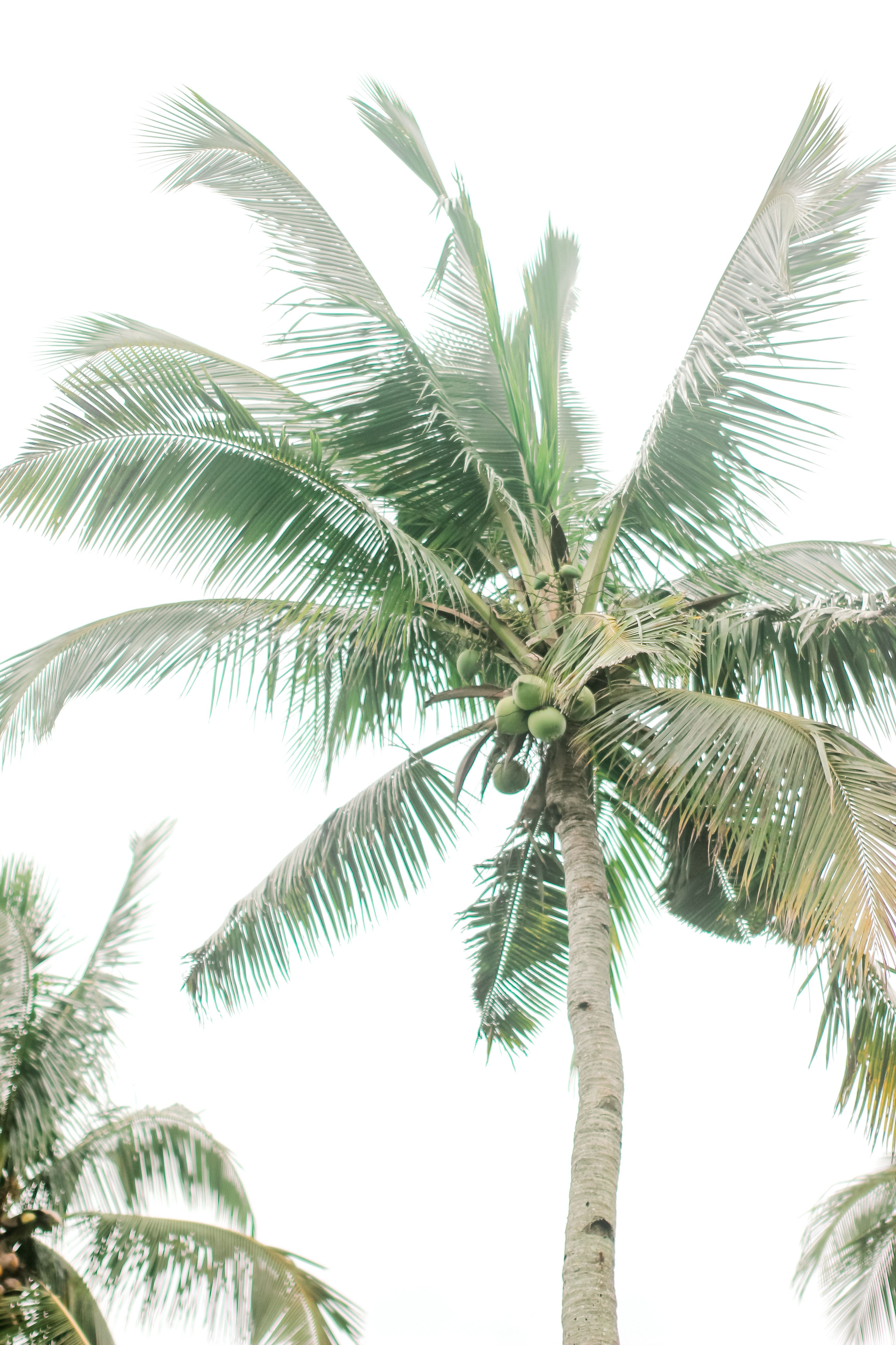 Low Angle Photo Of Coconut Tree · Free Stock Photo