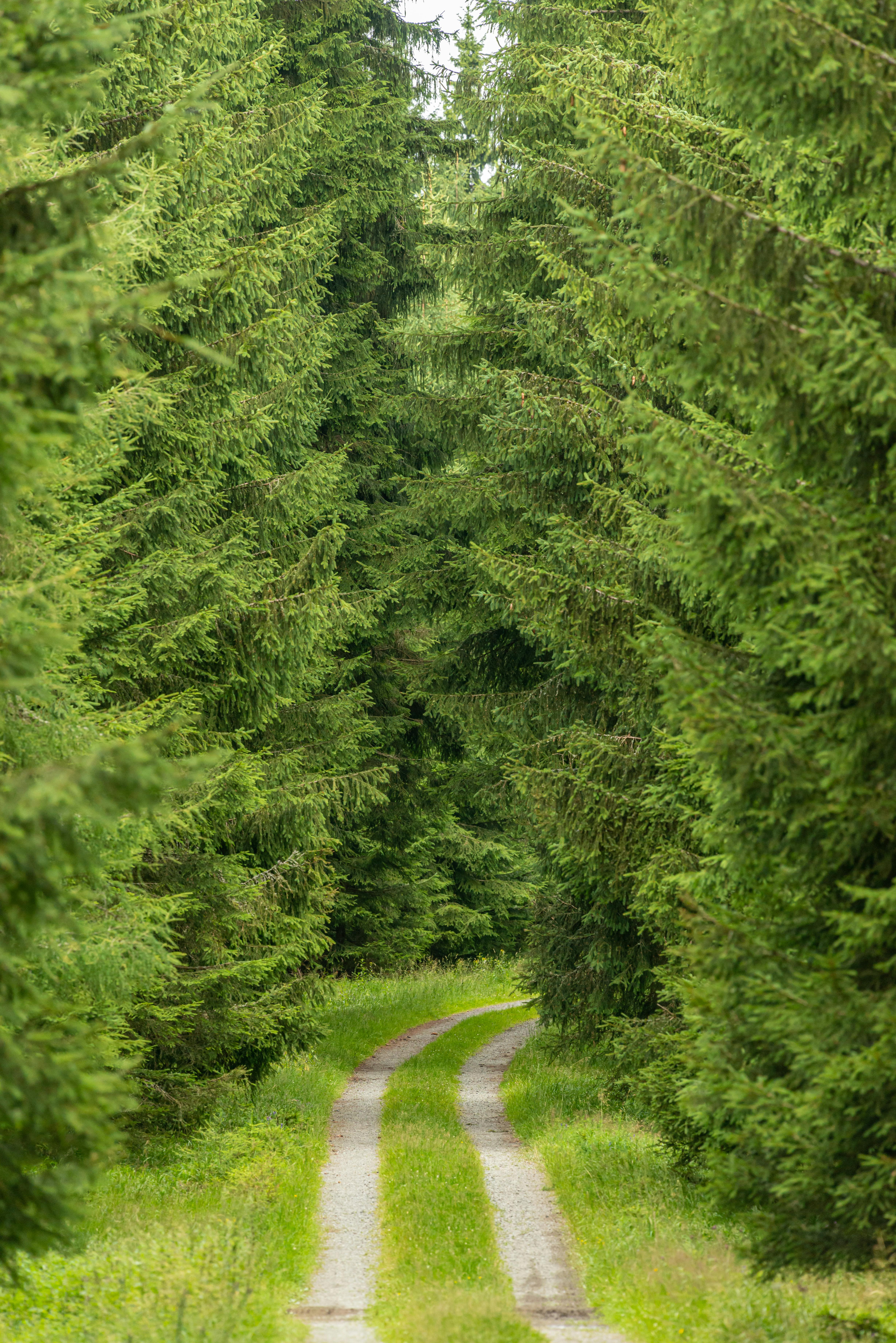 Green Pine Trees on the Side of the Road · Free Stock Photo