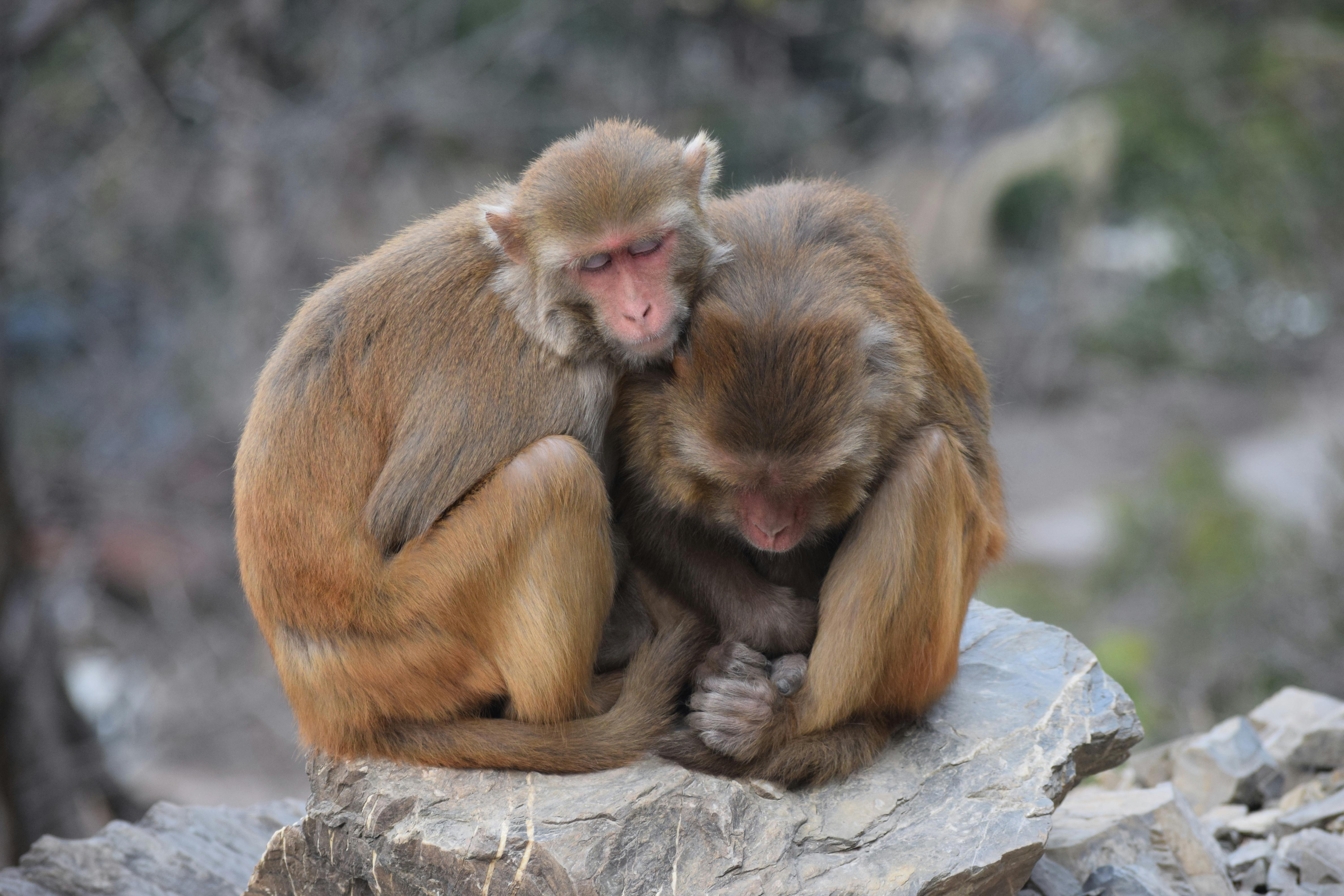 Photo Of Monkey · Free Stock Photo