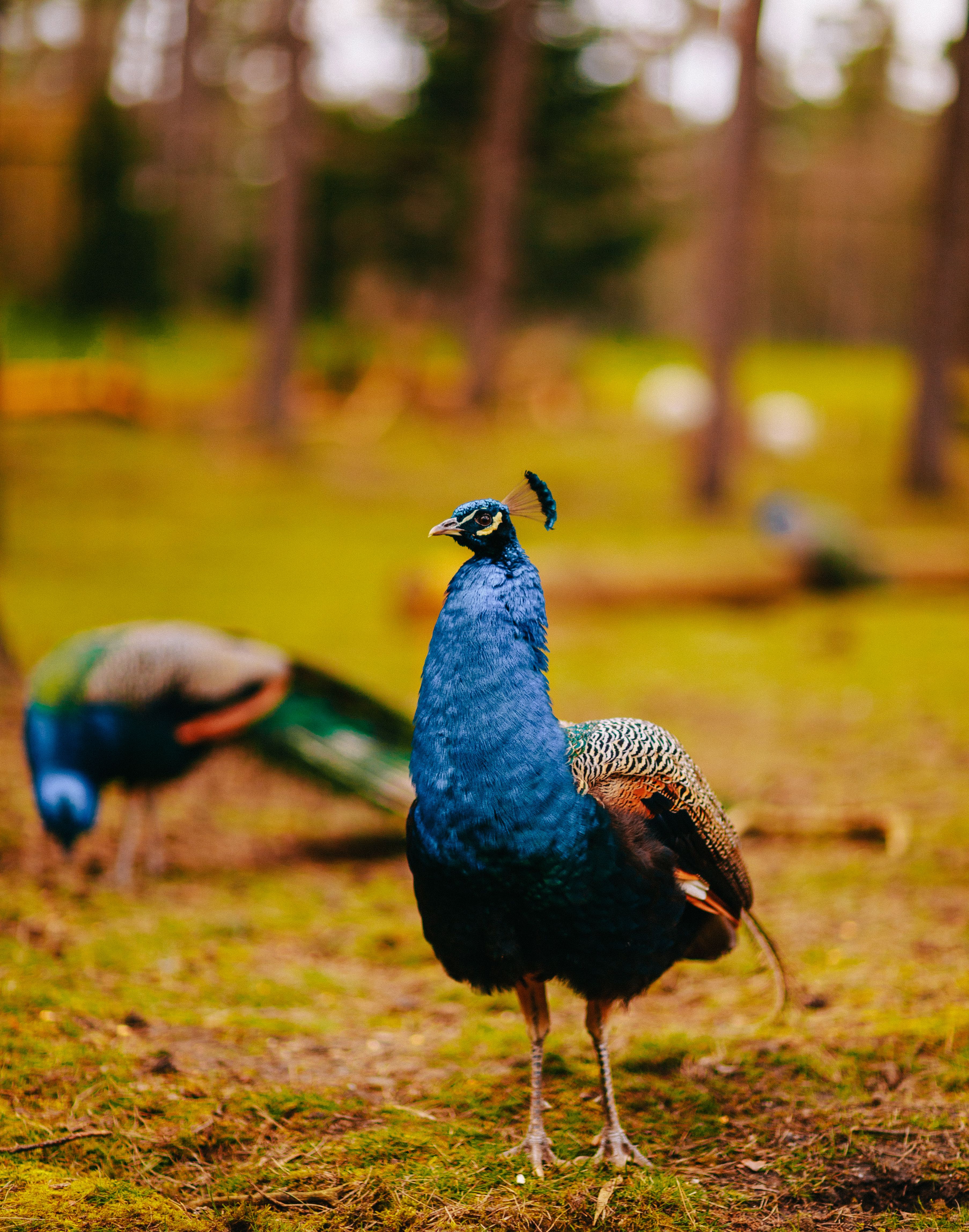 Peacock 4k Photos, Download The BEST Free Peacock 4k Stock Photos & HD ...
