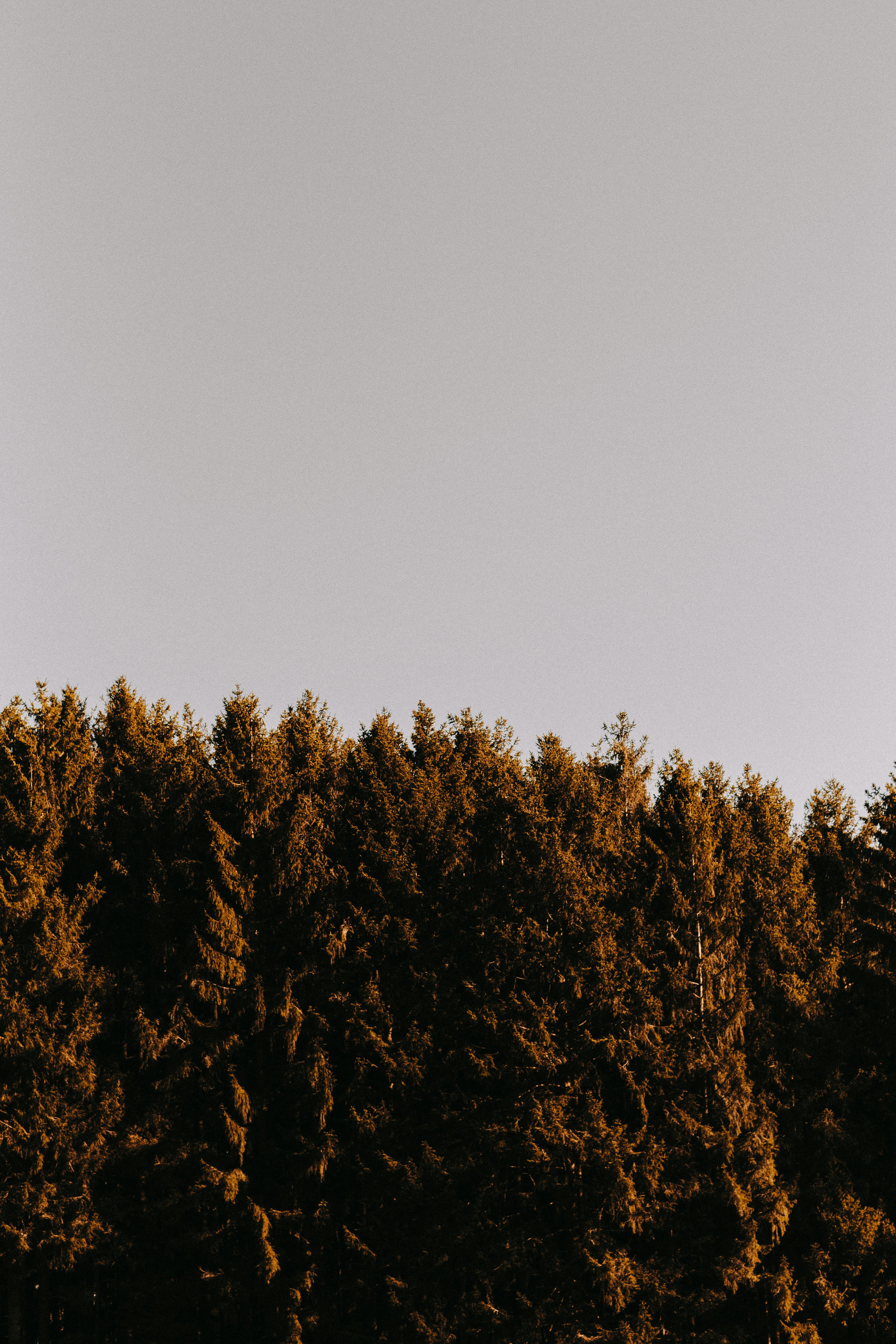 Tall Trees in a Dense Forest · Free Stock Photo