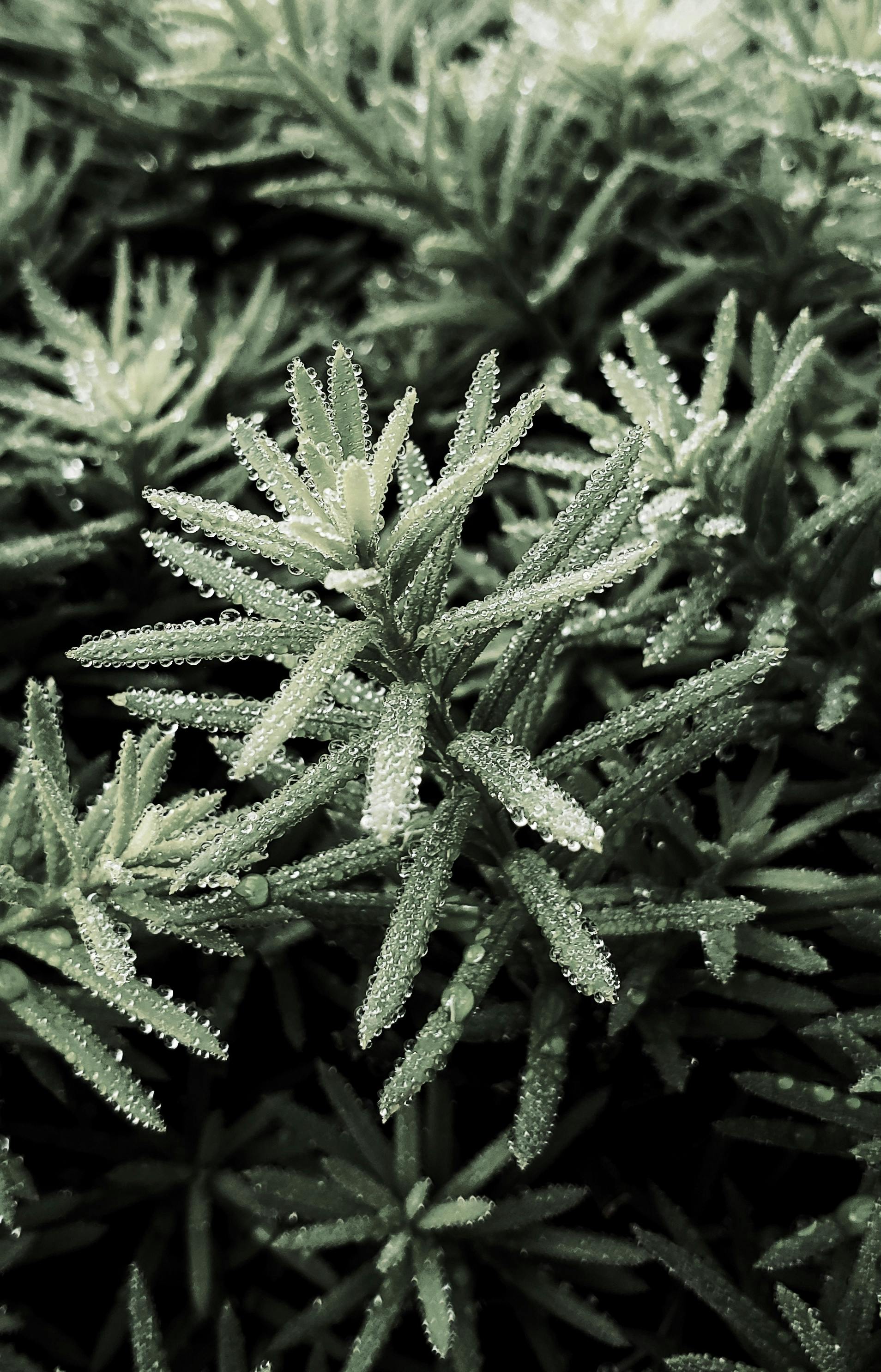 Green Tree in Close Up Photography · Free Stock Photo