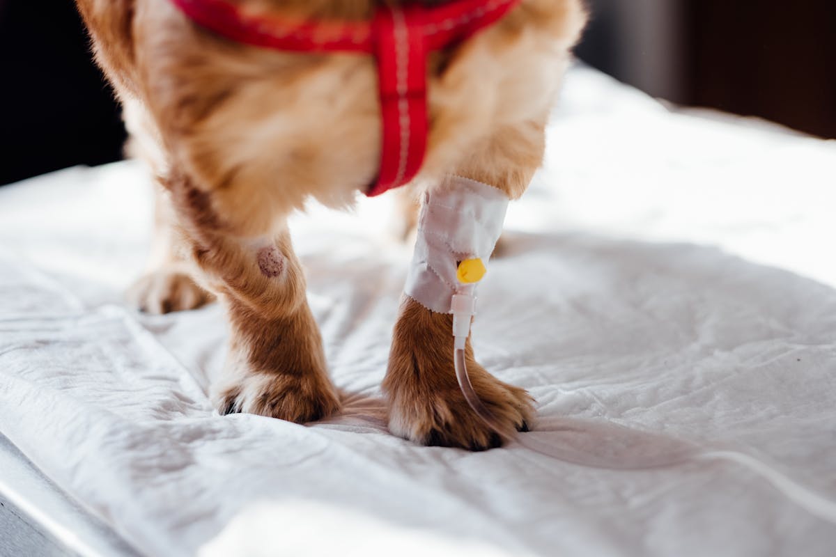 Subcutaneous Fluid Dog Lump: Causes & Treatment Options