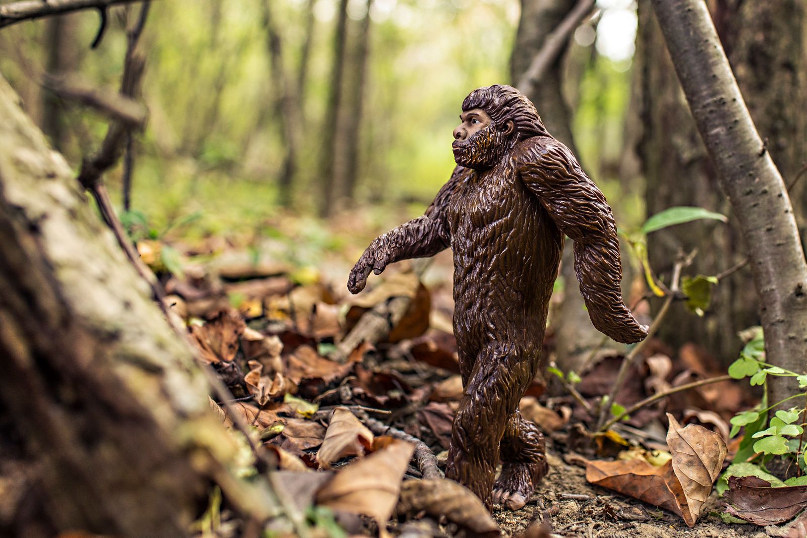 Bigfoot Photos, Download The BEST Free Bigfoot Stock Photos & HD Images