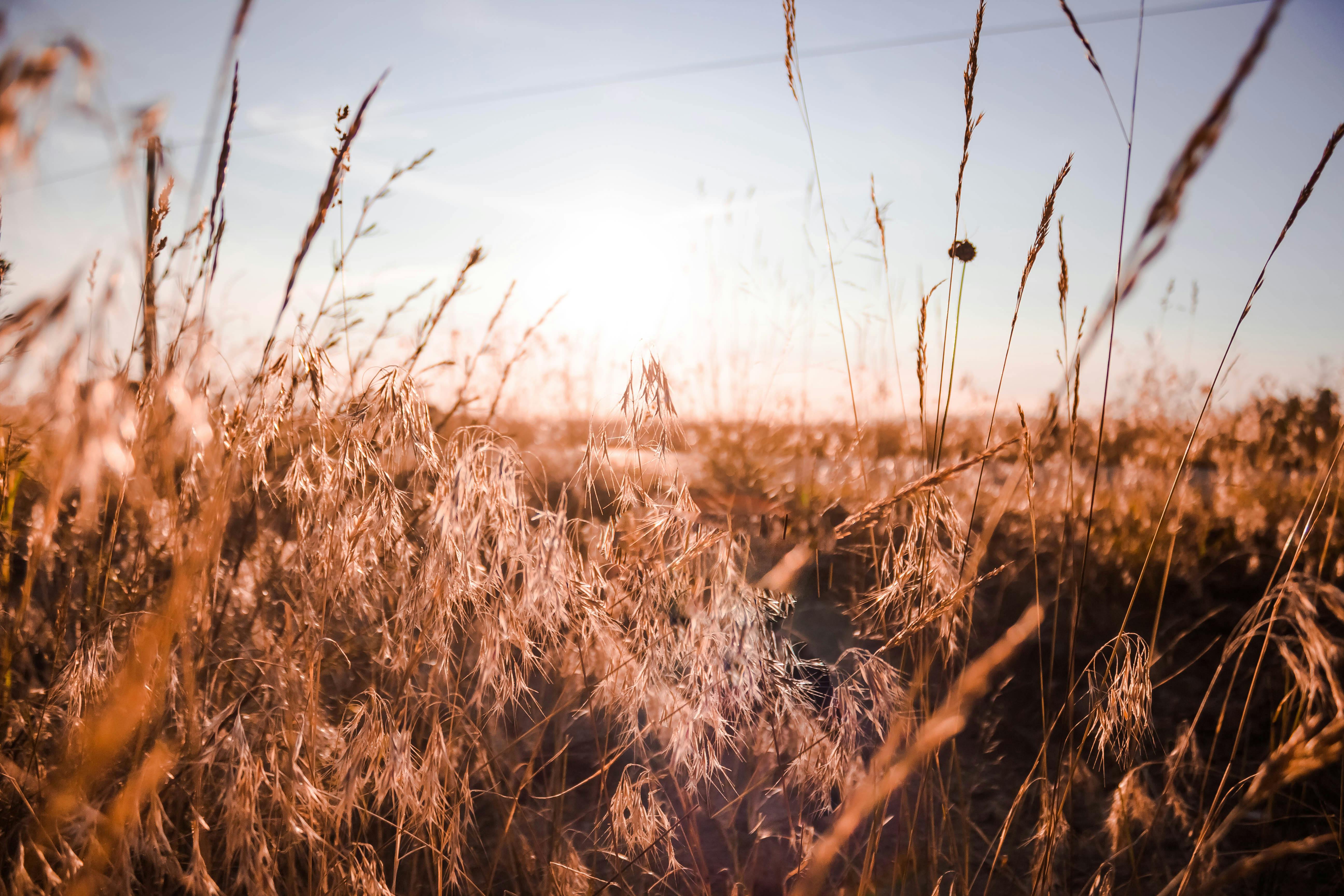 Dried Grass Field · Free Stock Photo