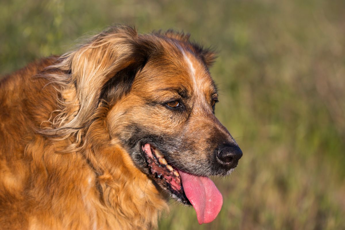 Meet the Plott Hound NC: North Carolina's State Dog Breed